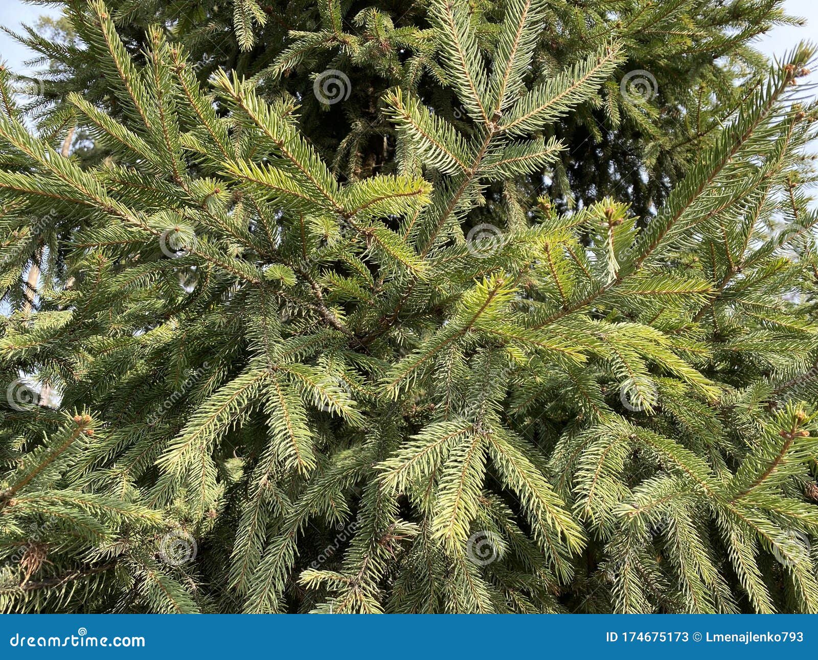Closeup of Fir Tree in the Park in Spring. Stock Image - Image of ...
