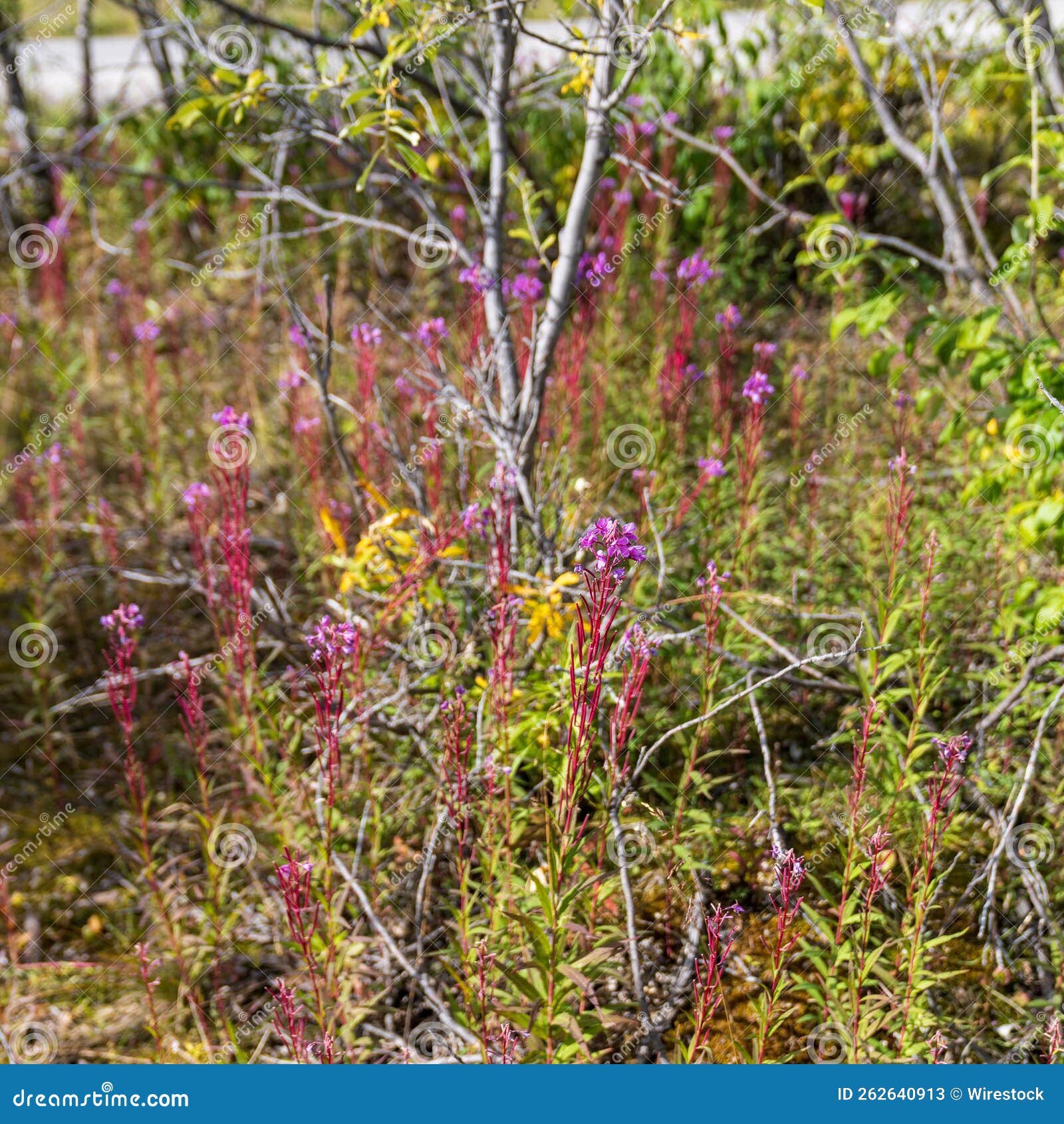 Closeup of Fireweed Plants on the Grounds of Brooks Range in Alaska ...