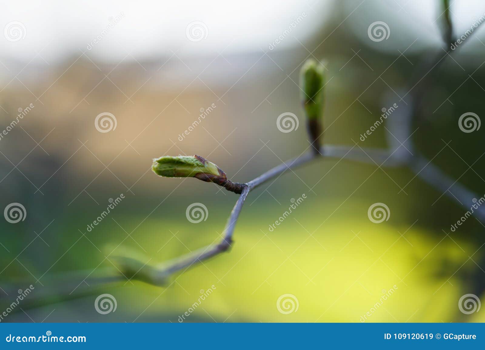Closeup of First Spring Leaves on Tree Stock Image - Image of beauty ...
