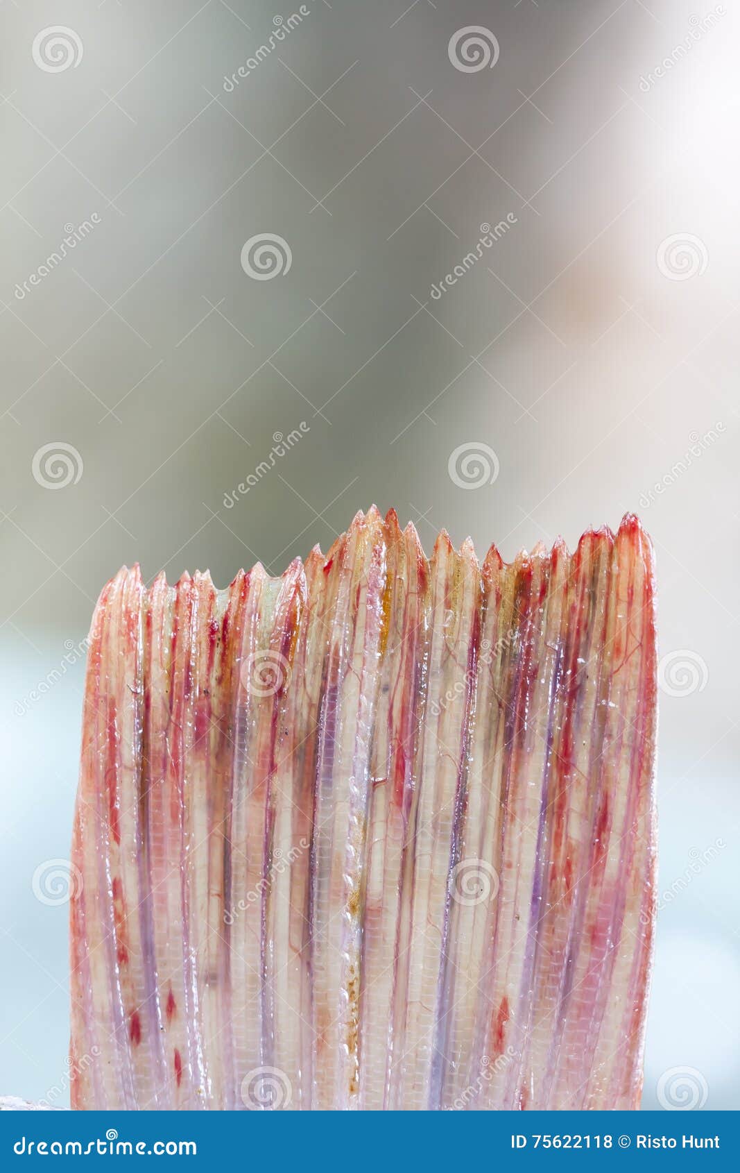 Closeup of a fish tail fin stock photo. Image of body - 75622118