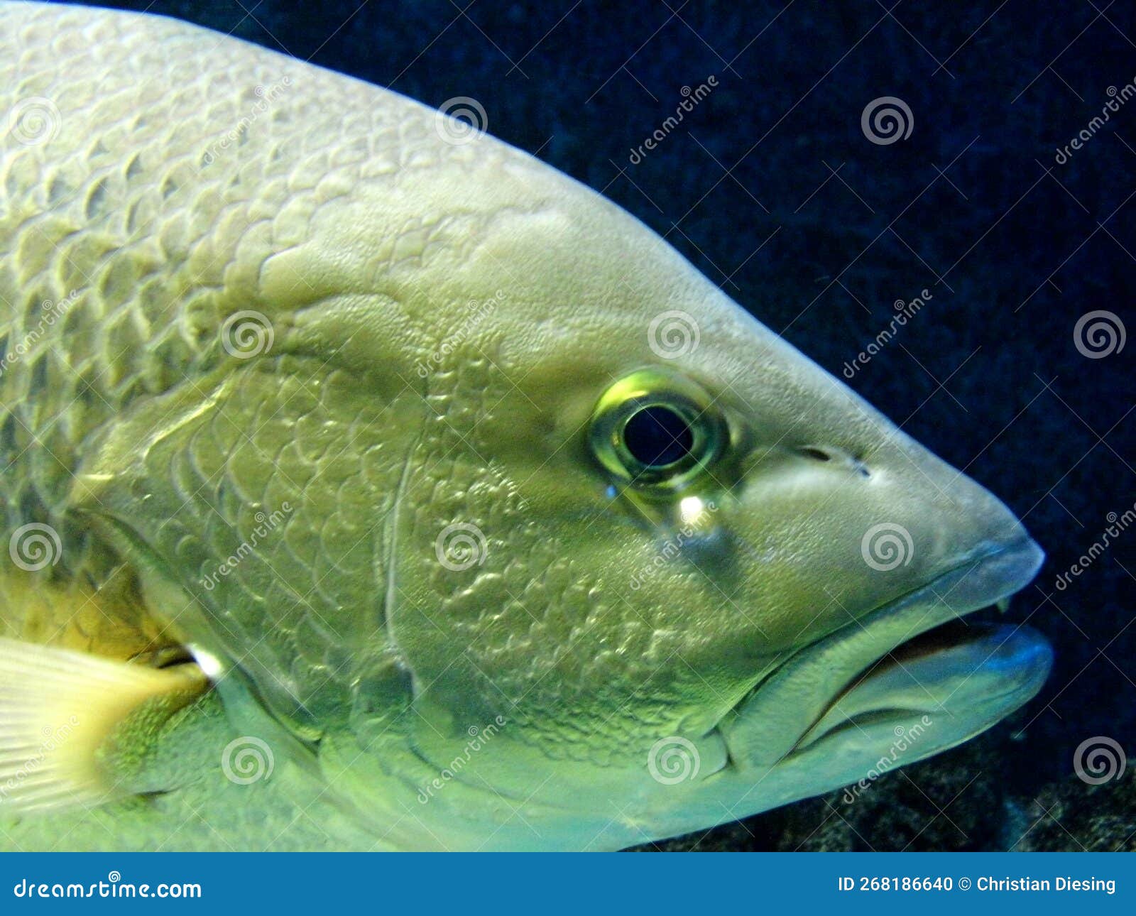 Closeup at fish at the zoo stock photo. Image of fish - 268186640