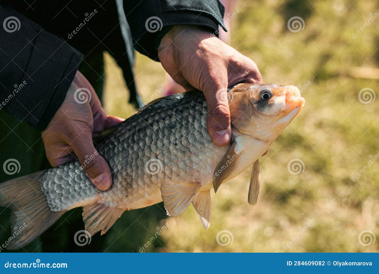 Closeup of a Fishman Holding a Freshwater Fish on the Banks of a River ...