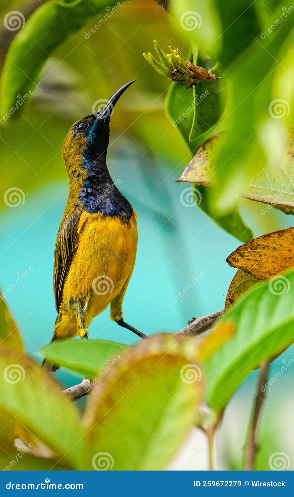 Closeup of Flame-breasted Sunbird on a Tree Branch with Green Leaves Stock Image - Image of ...