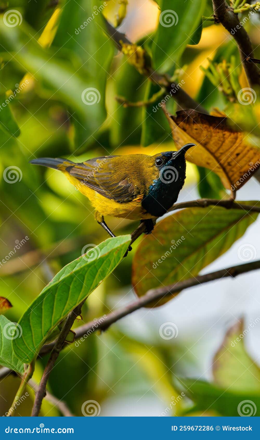 Closeup of Flame-breasted Sunbird on a Tree Branch with Green Leaves ...