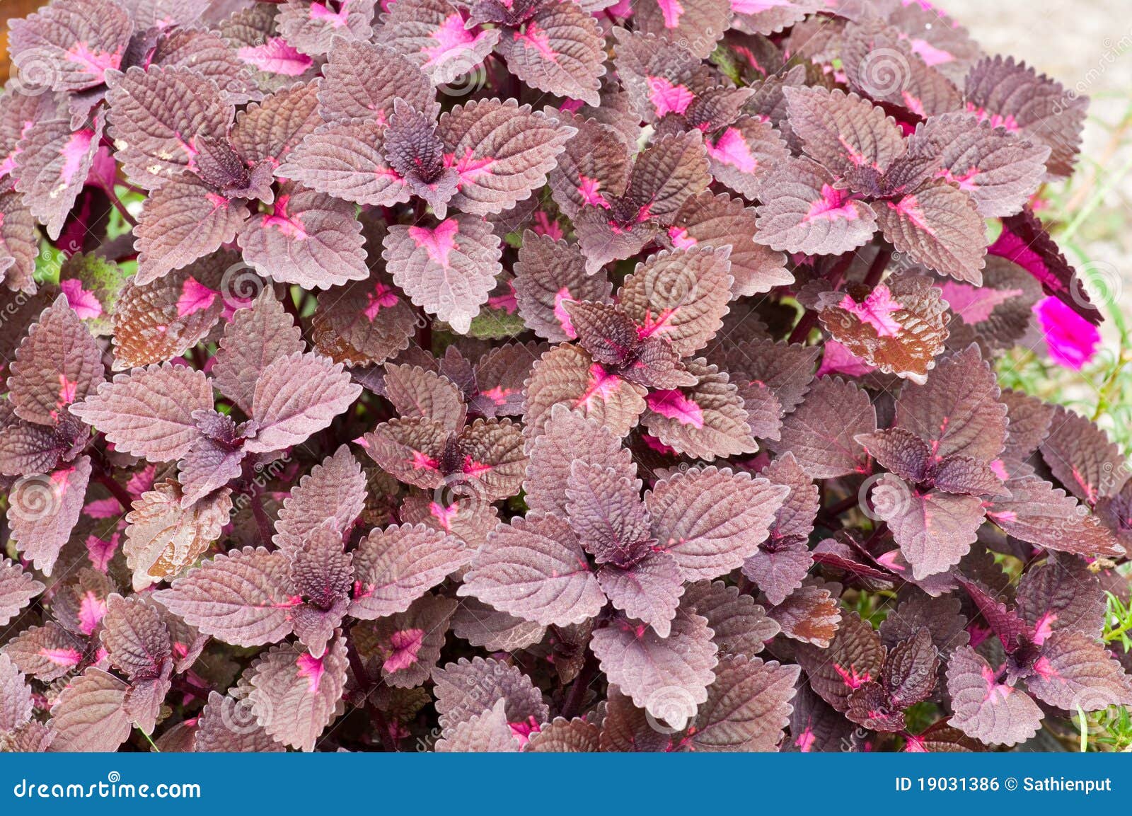 Closeup flame nettle stock photo. Image of purple, nettle - 19031386