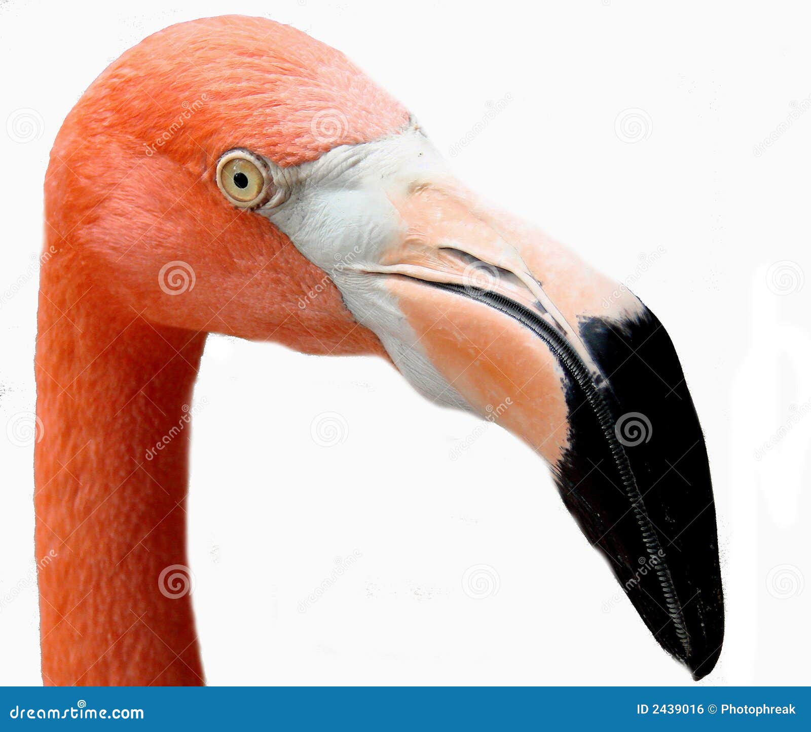 Closeup of Flamigo stock photo. Image of black, pink, isolated - 2439016