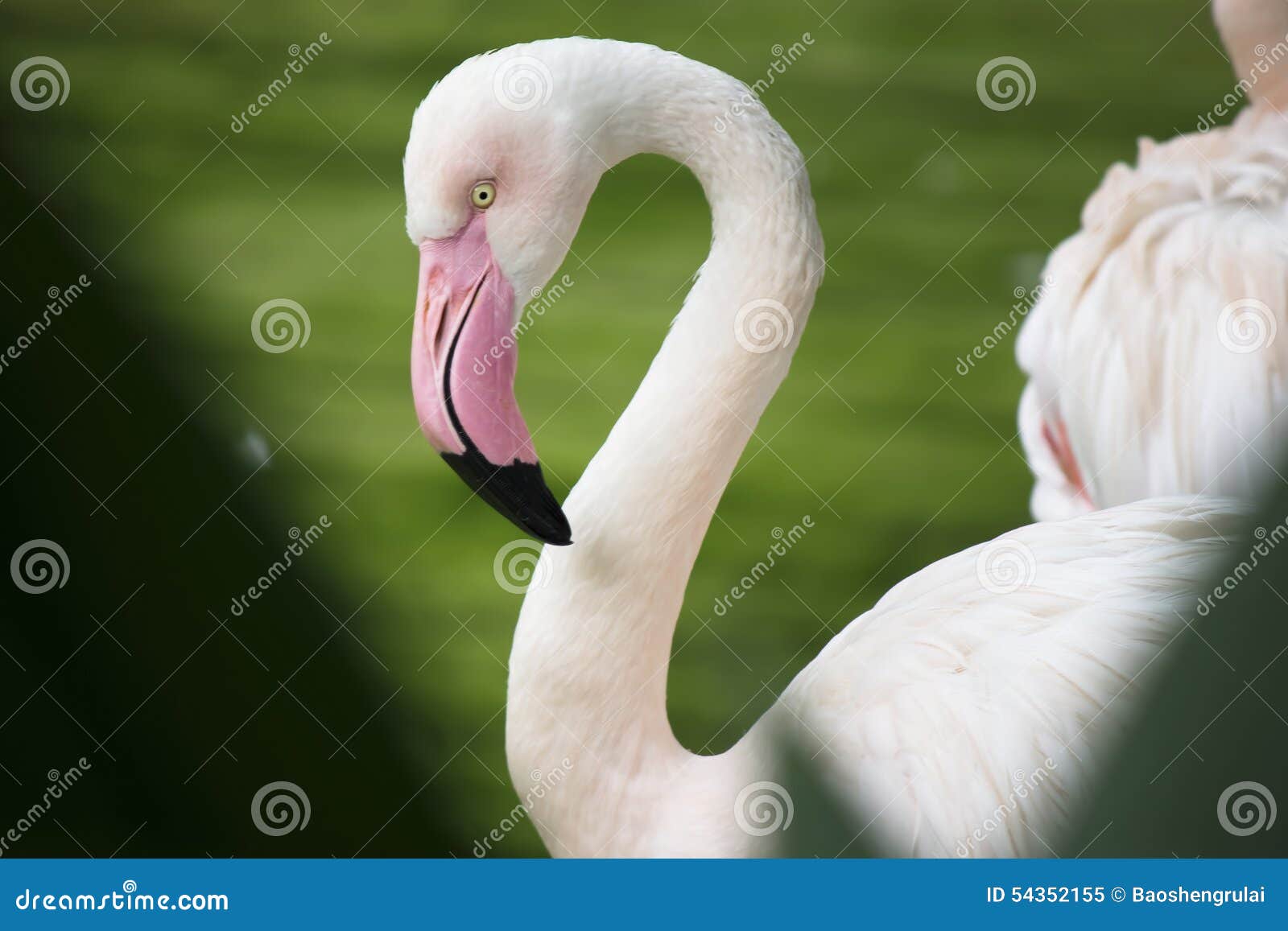 Closeup flamingo stock image. Image of cage, miami, africa - 54352155