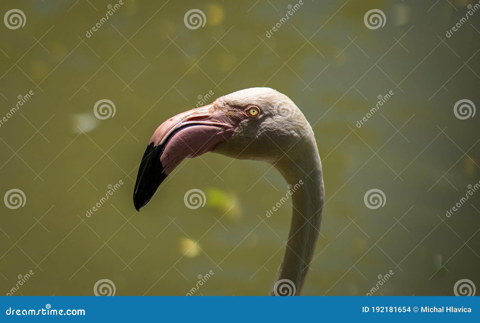 Closeup of Flamingo Head. Isolated Pink Flamingo Stock Photo - Image of ...