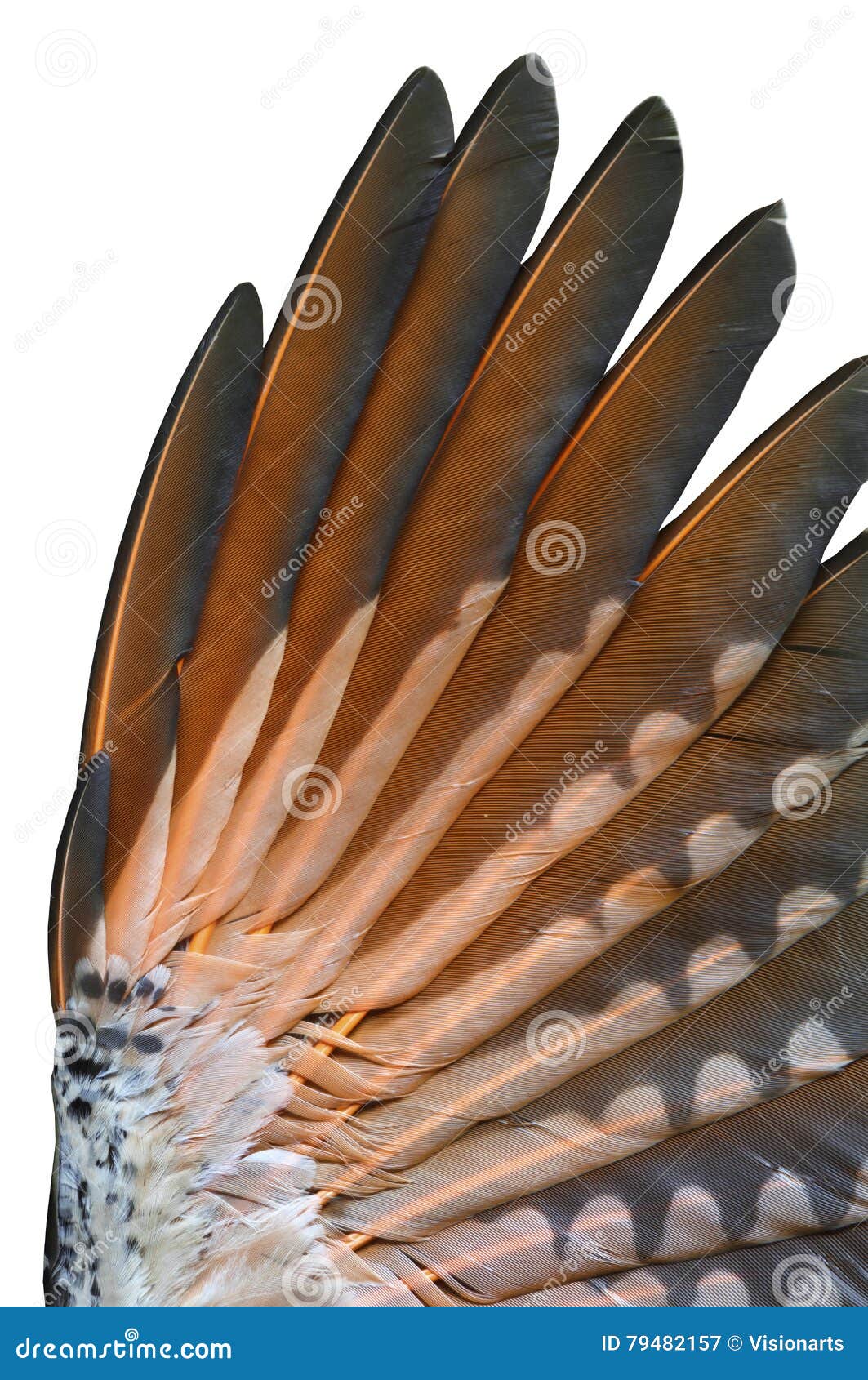 Closeup of Flicker Bird Under Wing Stock Image - Image of avian, harry ...