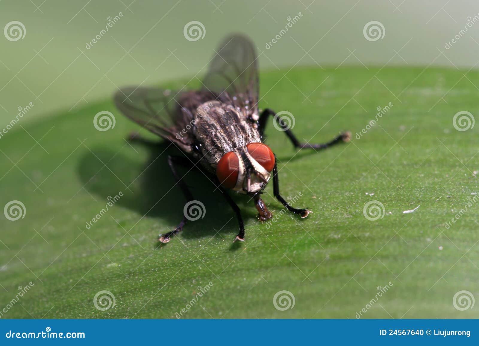 Closeup of flies stock photo. Image of claws, insects - 24567640