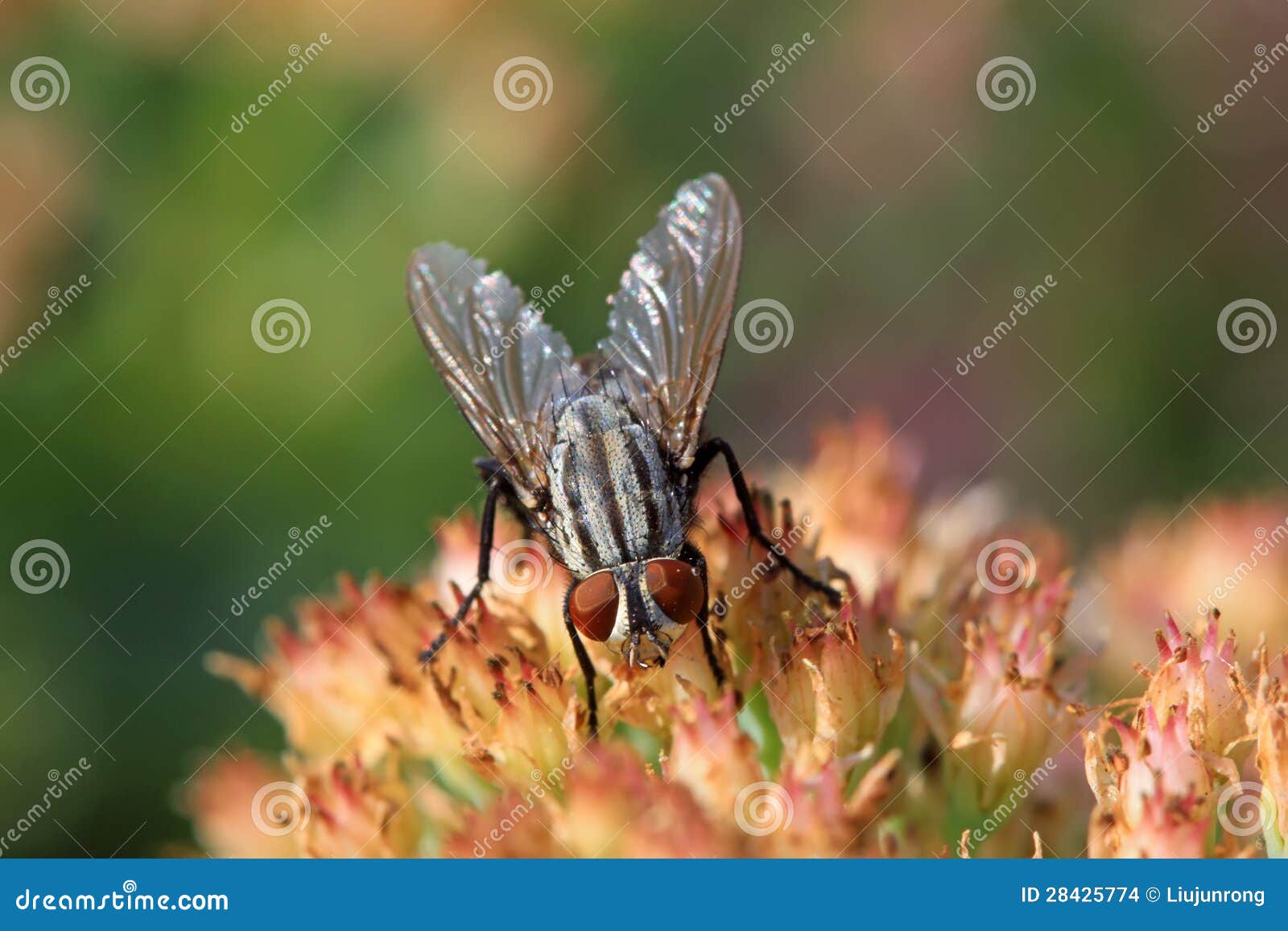 Closeup of flies stock photo. Image of macro, features - 28425774