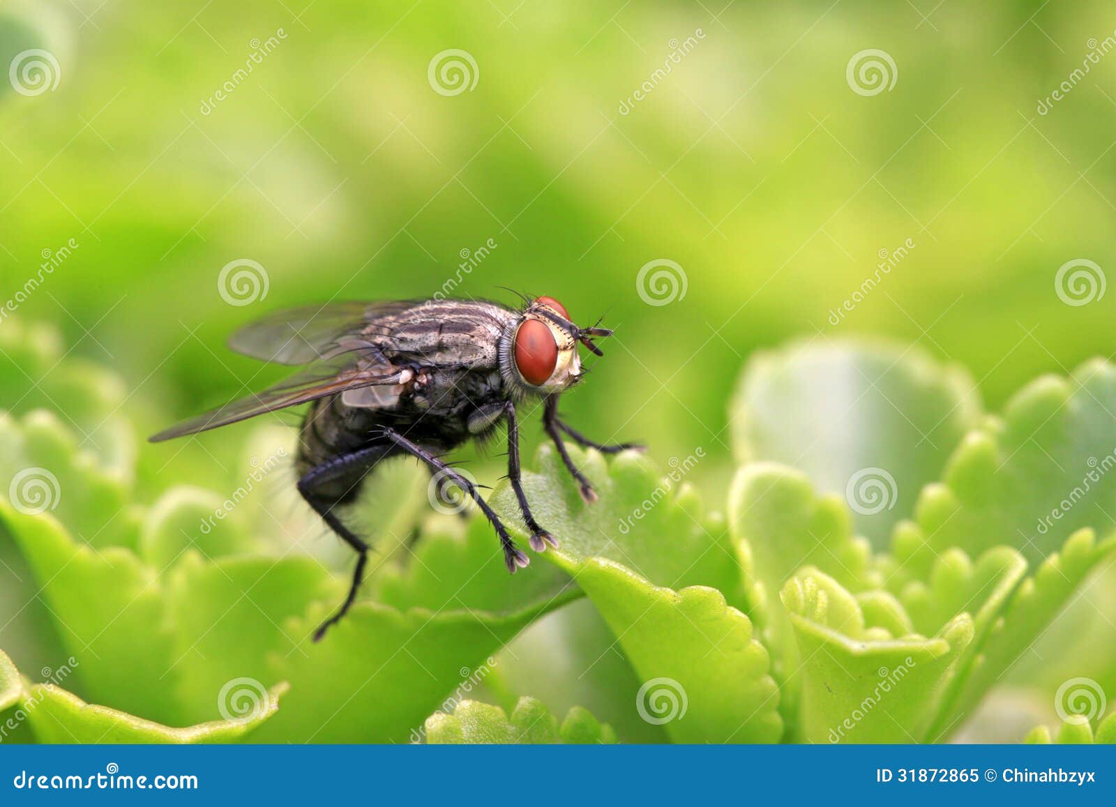 Closeup of flies stock image. Image of material, flies - 31872865