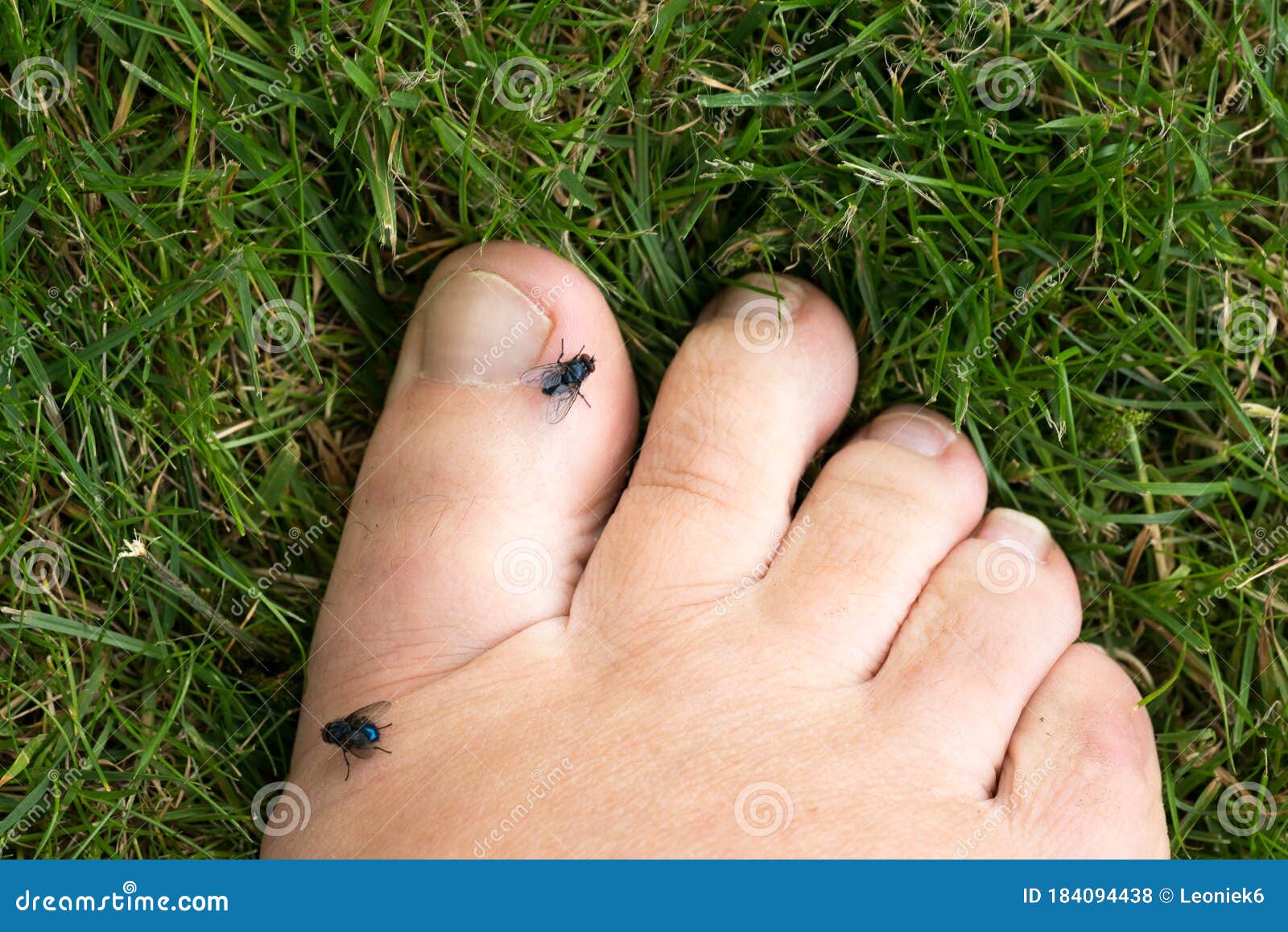 Closeup of Flies on Toes in the Grass in Summer Stock Photo - Image of ...