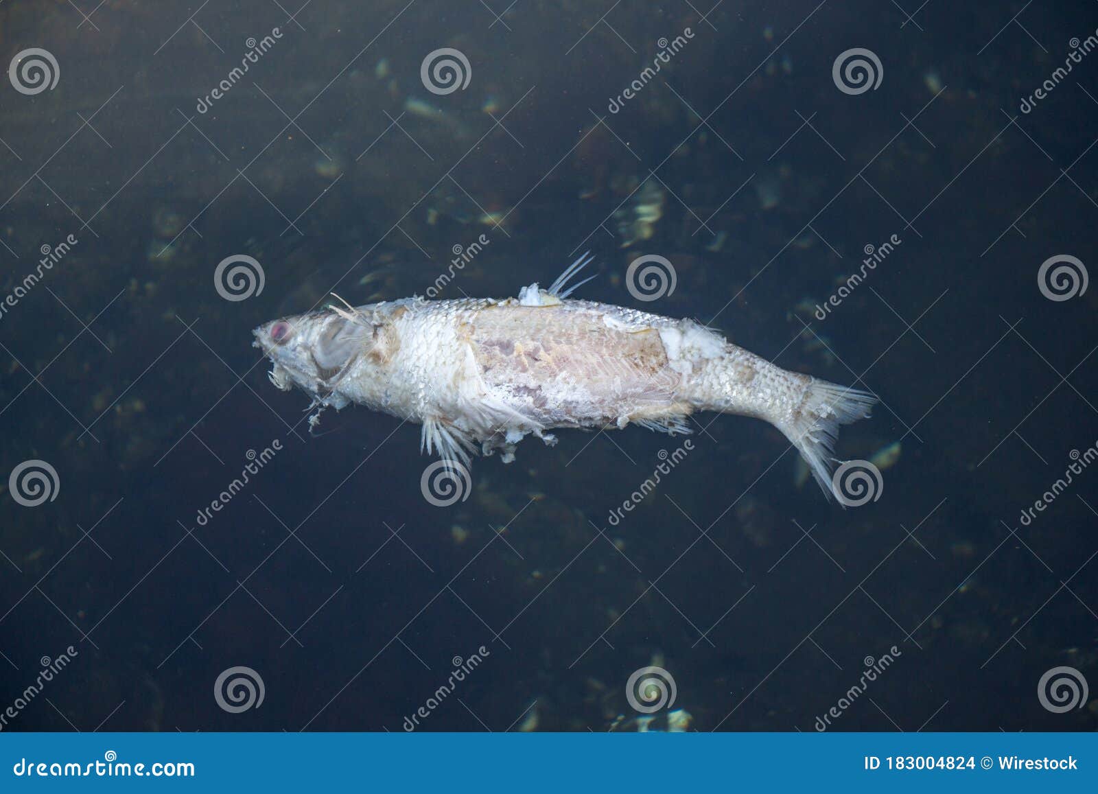 Closeup of a Floating Dead Silver Fish Stock Photo - Image of floating ...