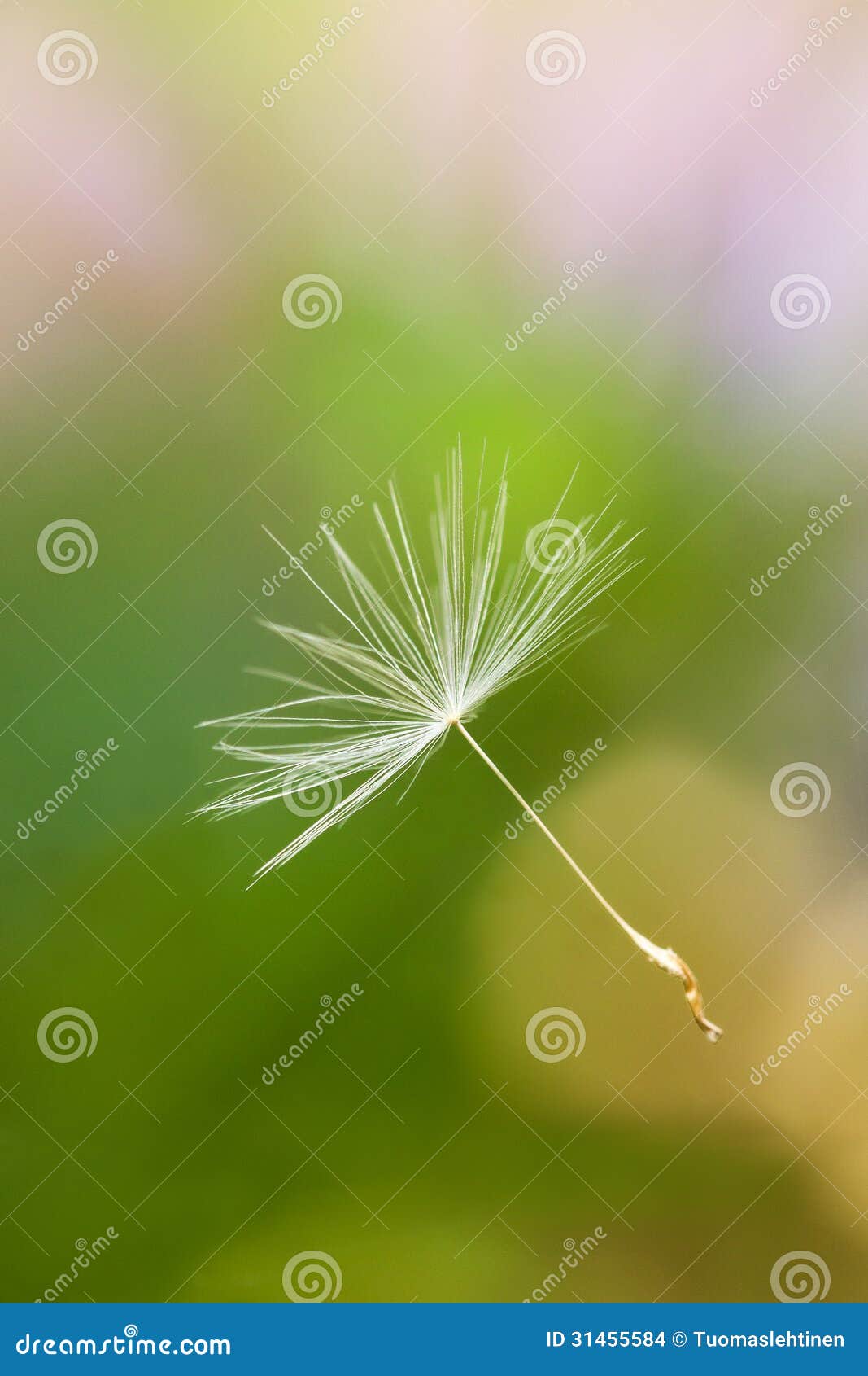 Closeup of a Floating Seed Head Stock Photo - Image of macro ...