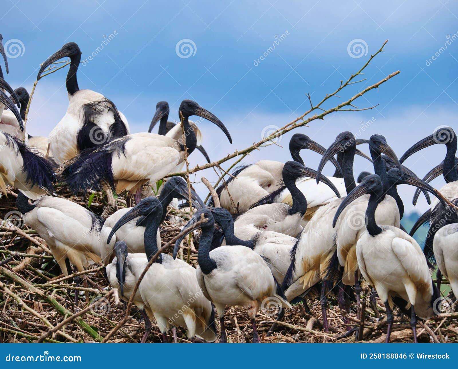 Closeup of a Flock of Black-headed Ibises on Tree Branches Stock Photo ...