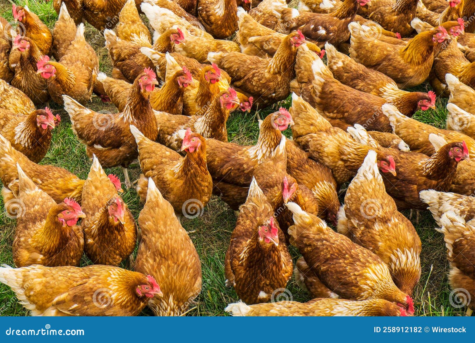 Closeup of a Flock of Brown Chickens Walking on the Grass Stock Photo ...