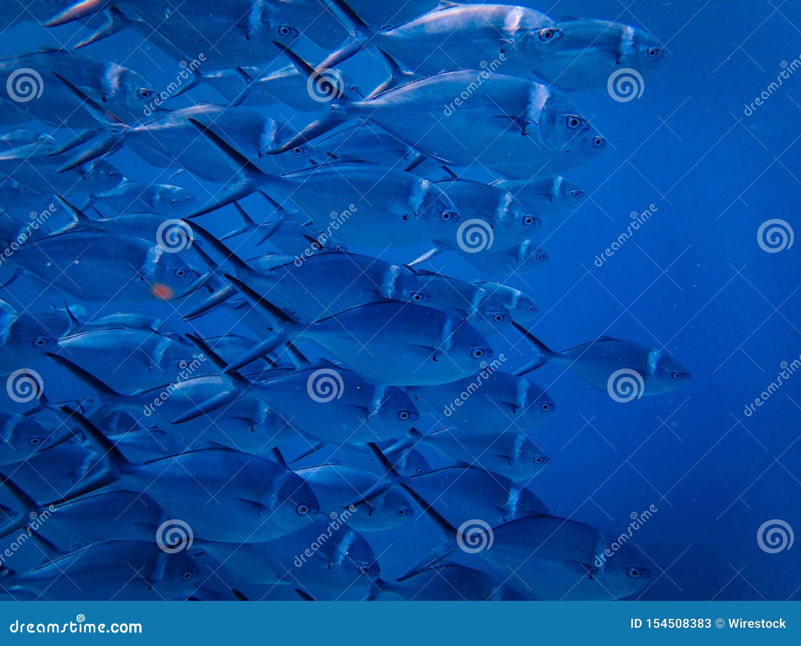 Closeup of a flock of fish stock image. Image of isolated - 154508383