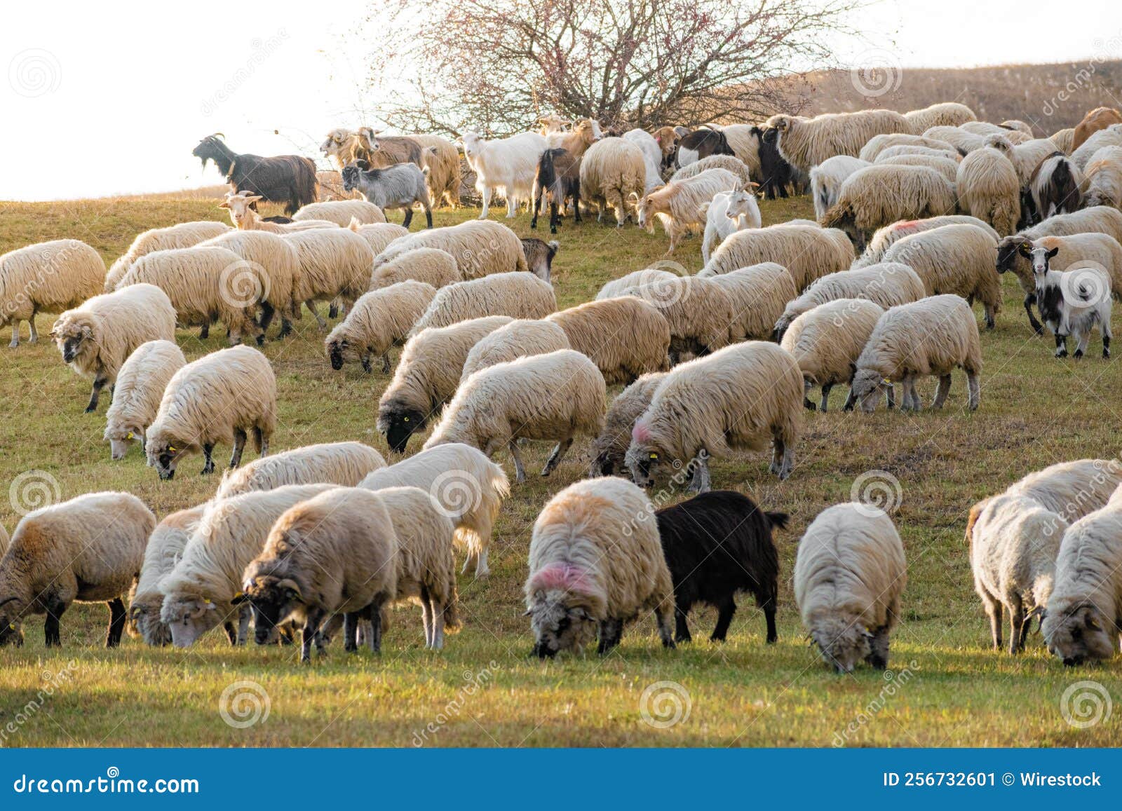 Flock Of Sheep In The Field Stock Image | CartoonDealer.com #114720361