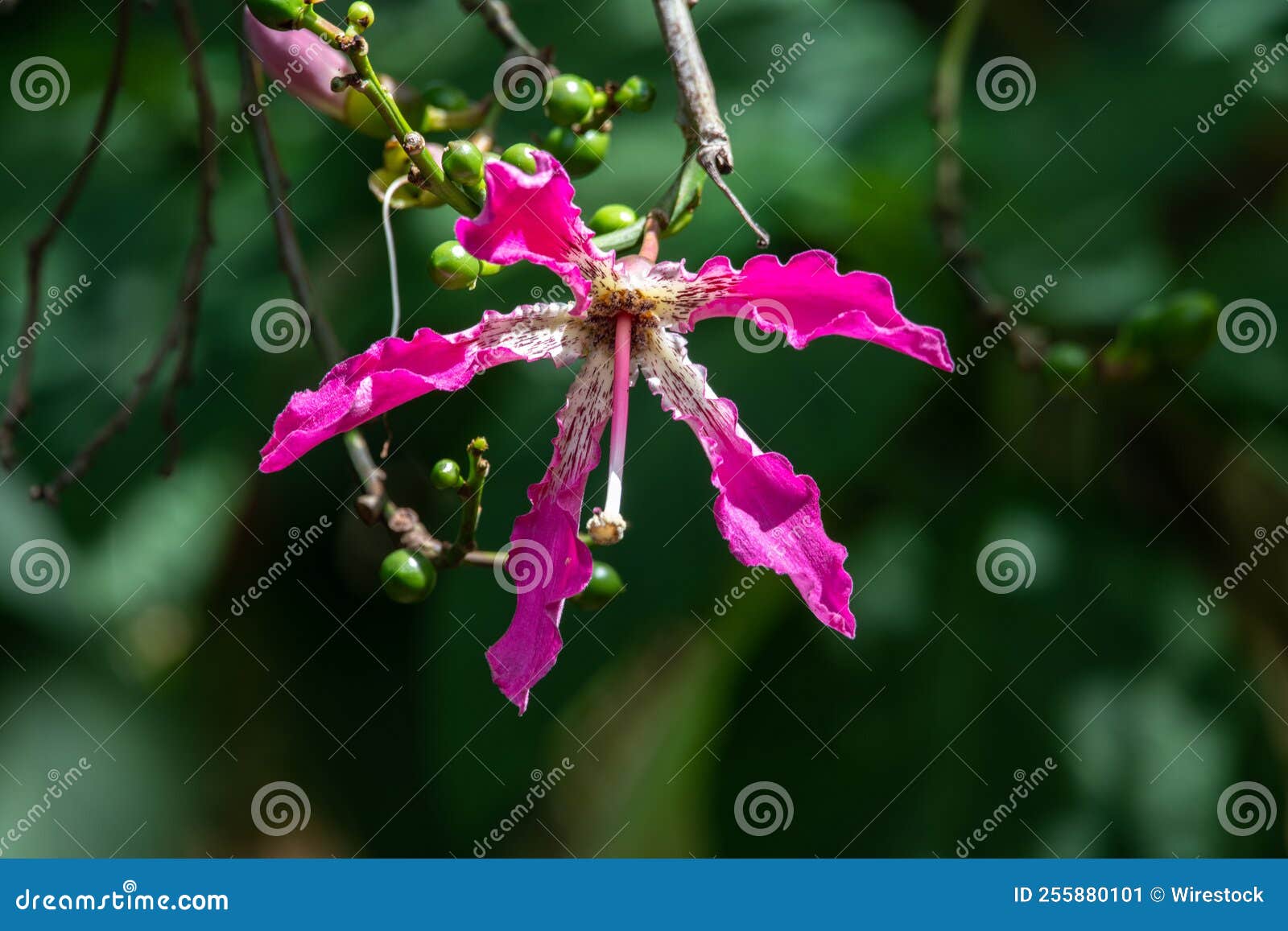 Closeup of a Floss Silk Tree Flower Stock Image - Image of floss ...