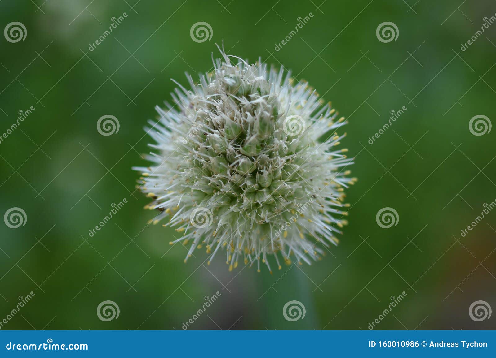 Flowering Spring Onion Seed Head Stock Photo - Image of detailed ...