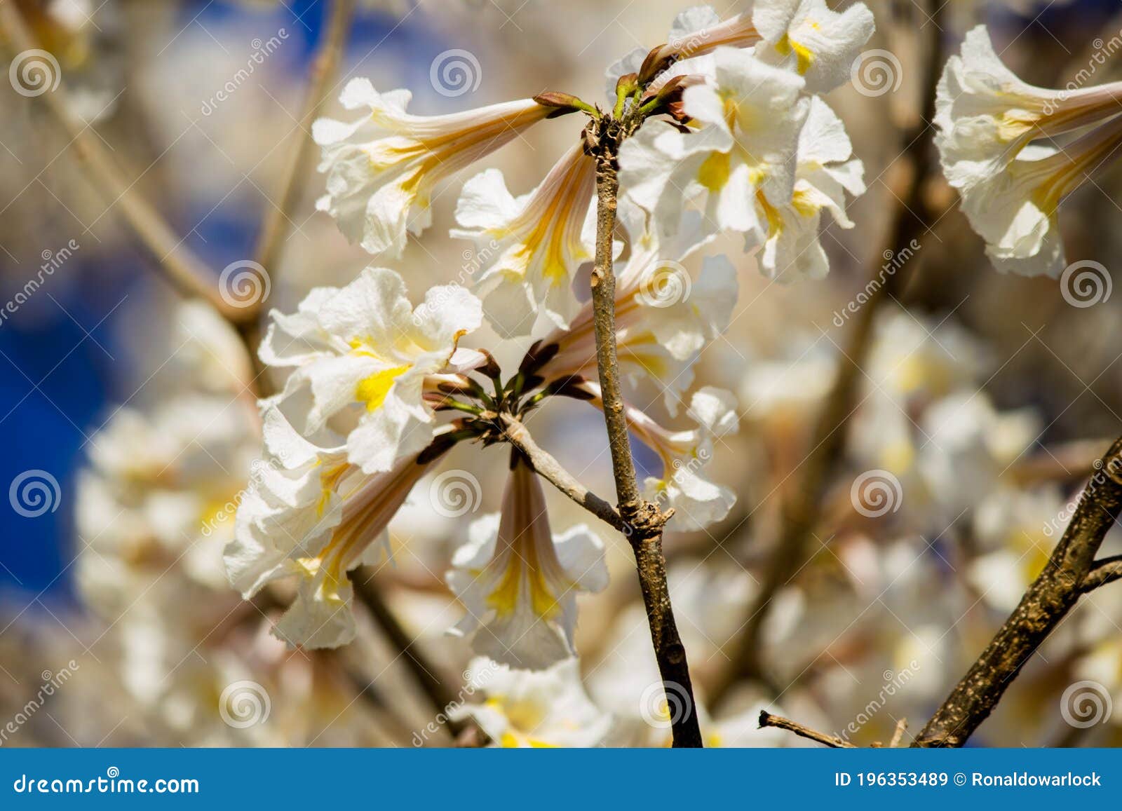 White flower branch stock image. Image of flowery, branch - 196353489