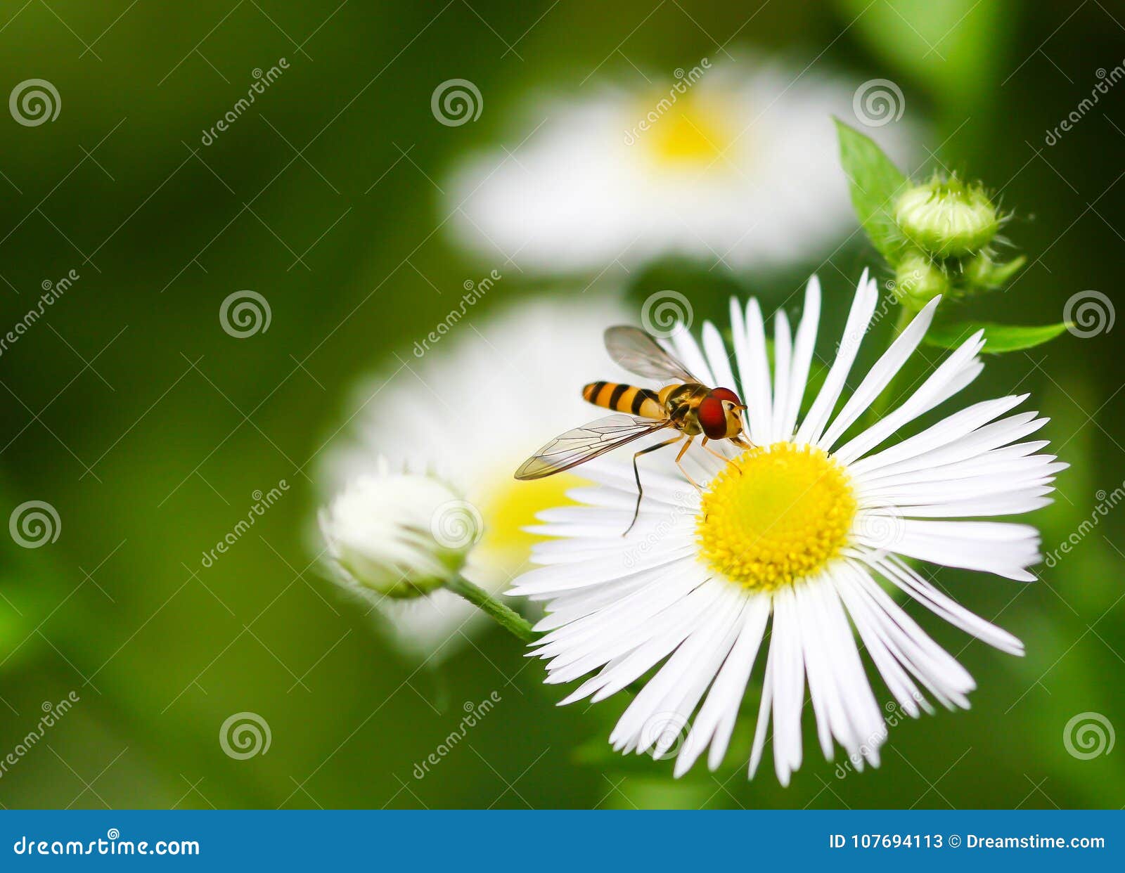 Closeup of a Flower-fly on a Daisy-like Flower Stock Image - Image of ...