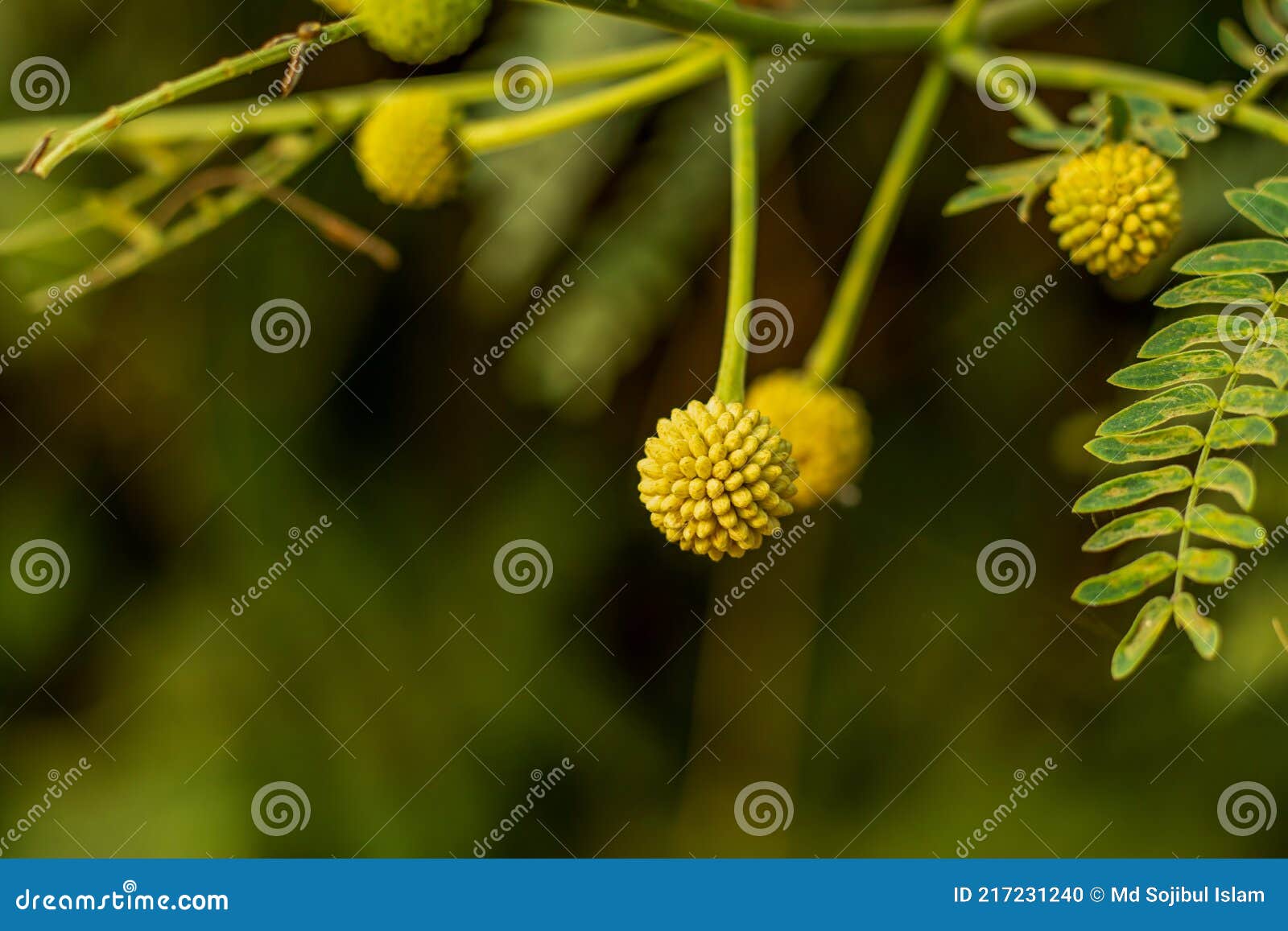 A Closeup Flower Versatile Nitrogen Fixing Tree Leucaena Leucocephala ...