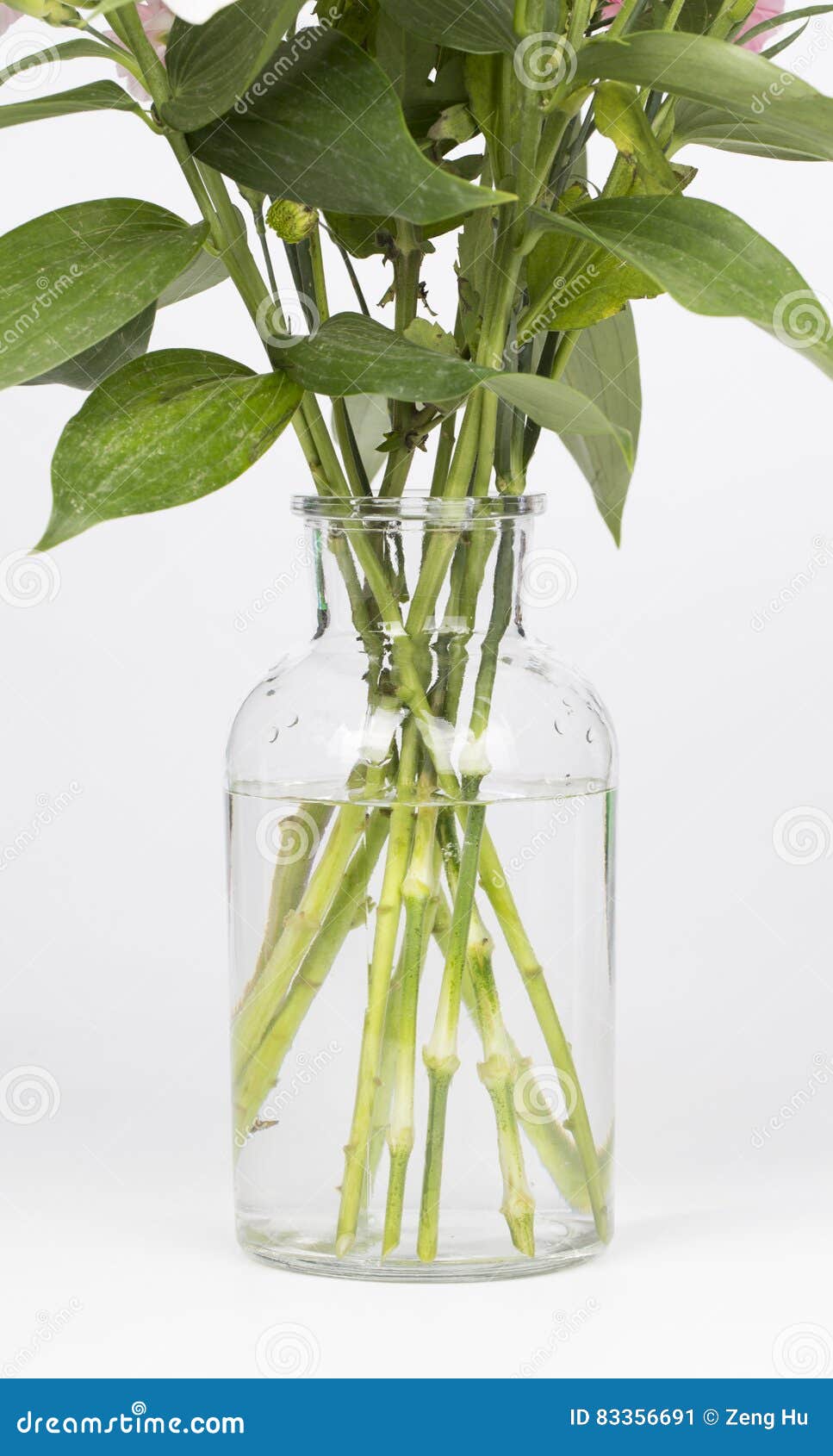 The Closeup of Flower White Lilies Root Stock Image - Image of flora ...