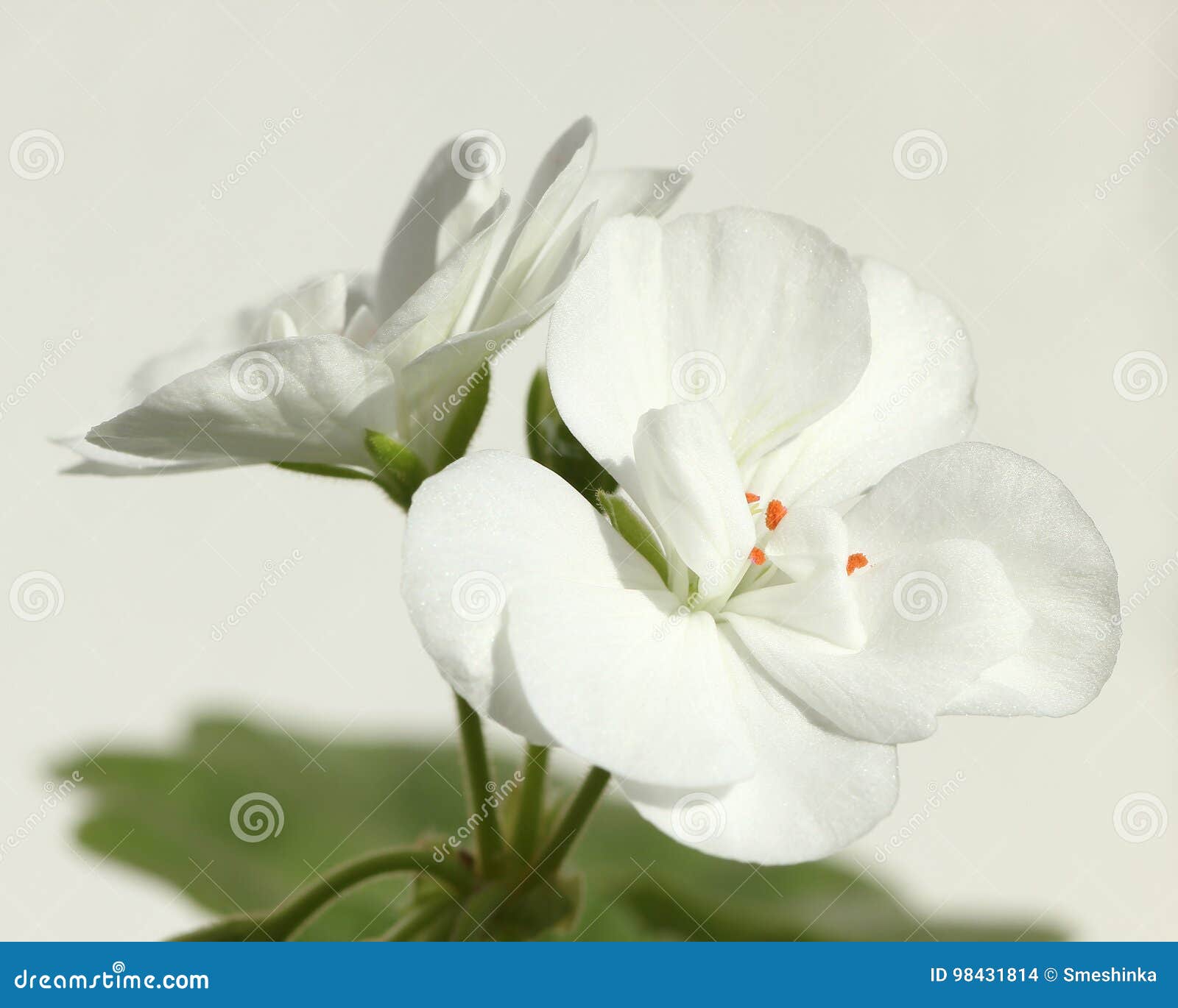 Closeup of Flower of White Pelargonium Hortorum Zonal Stock Photo ...