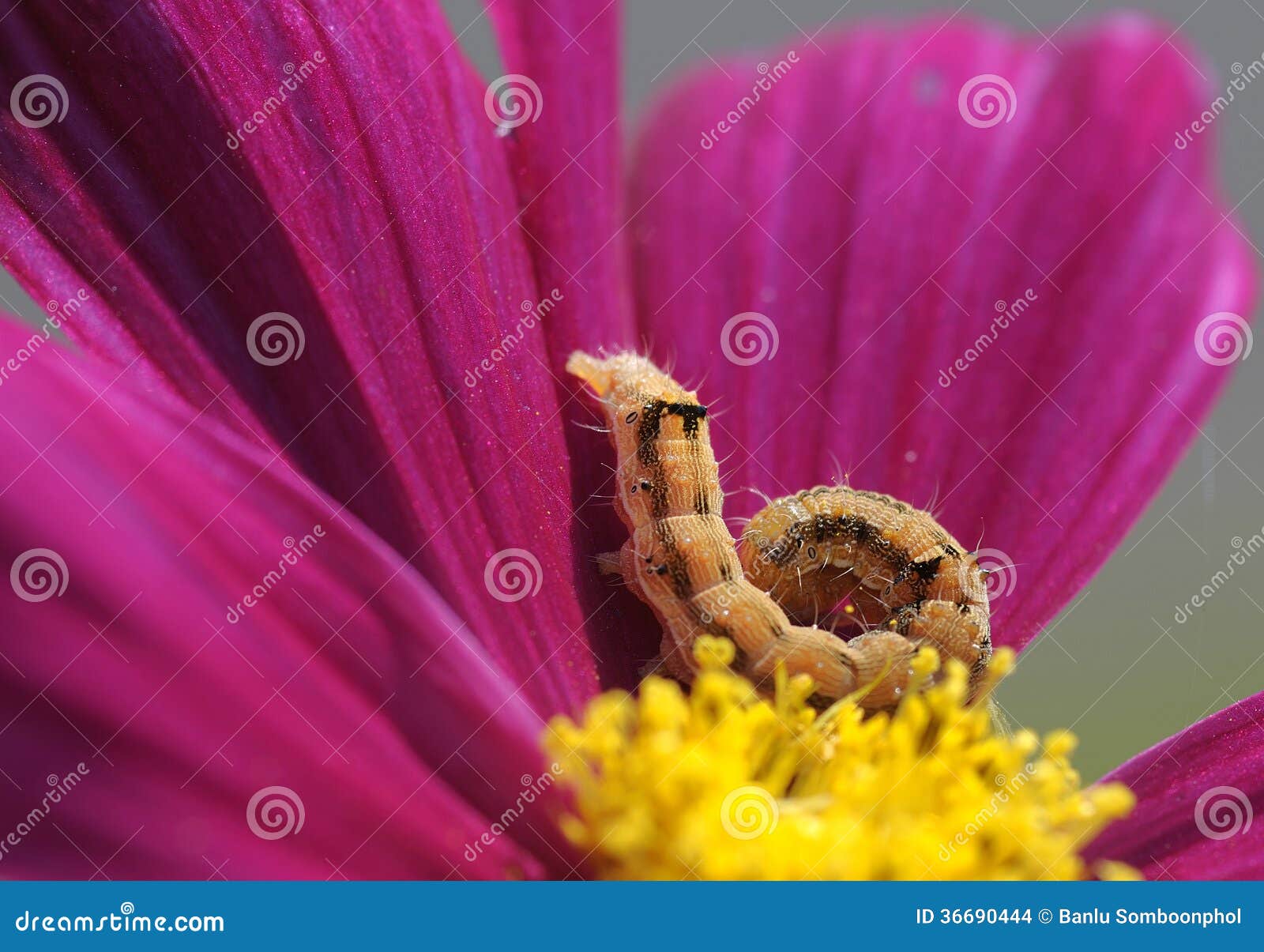 Closeup flower and worm stock photo. Image of crawly - 36690444