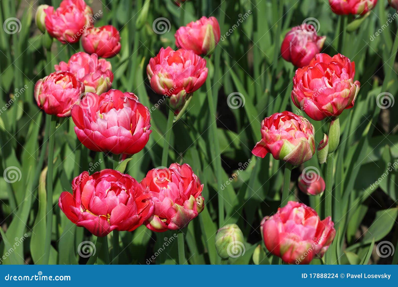 Closeup of Flowerbed with Bright Pink Tulips Stock Photo - Image of ...
