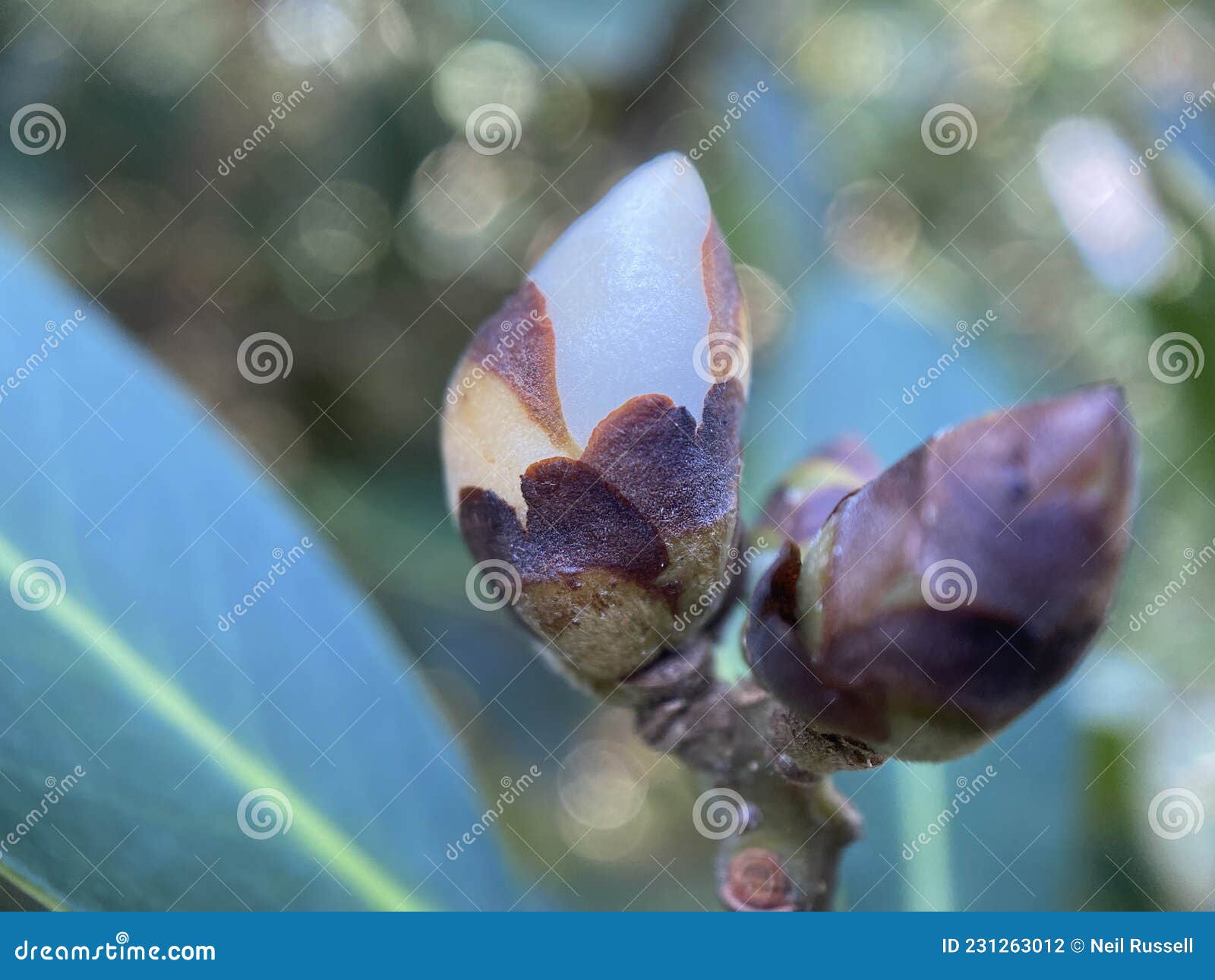 Flowerbud on a Tree stock photo. Image of textures, leaves - 231263012