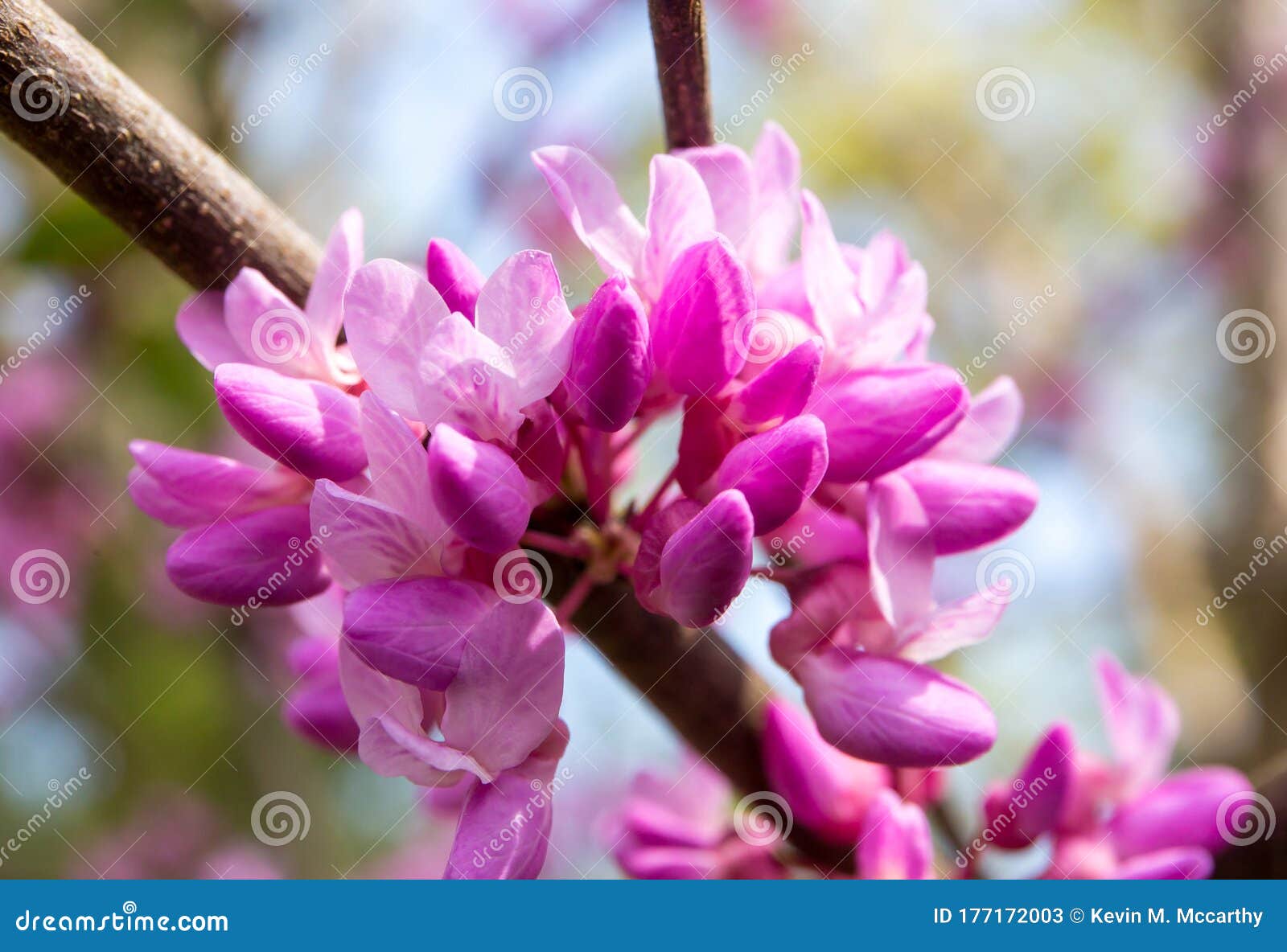 Eastern Redbud Tree in Bloom Stock Image - Image of floral, beauty ...
