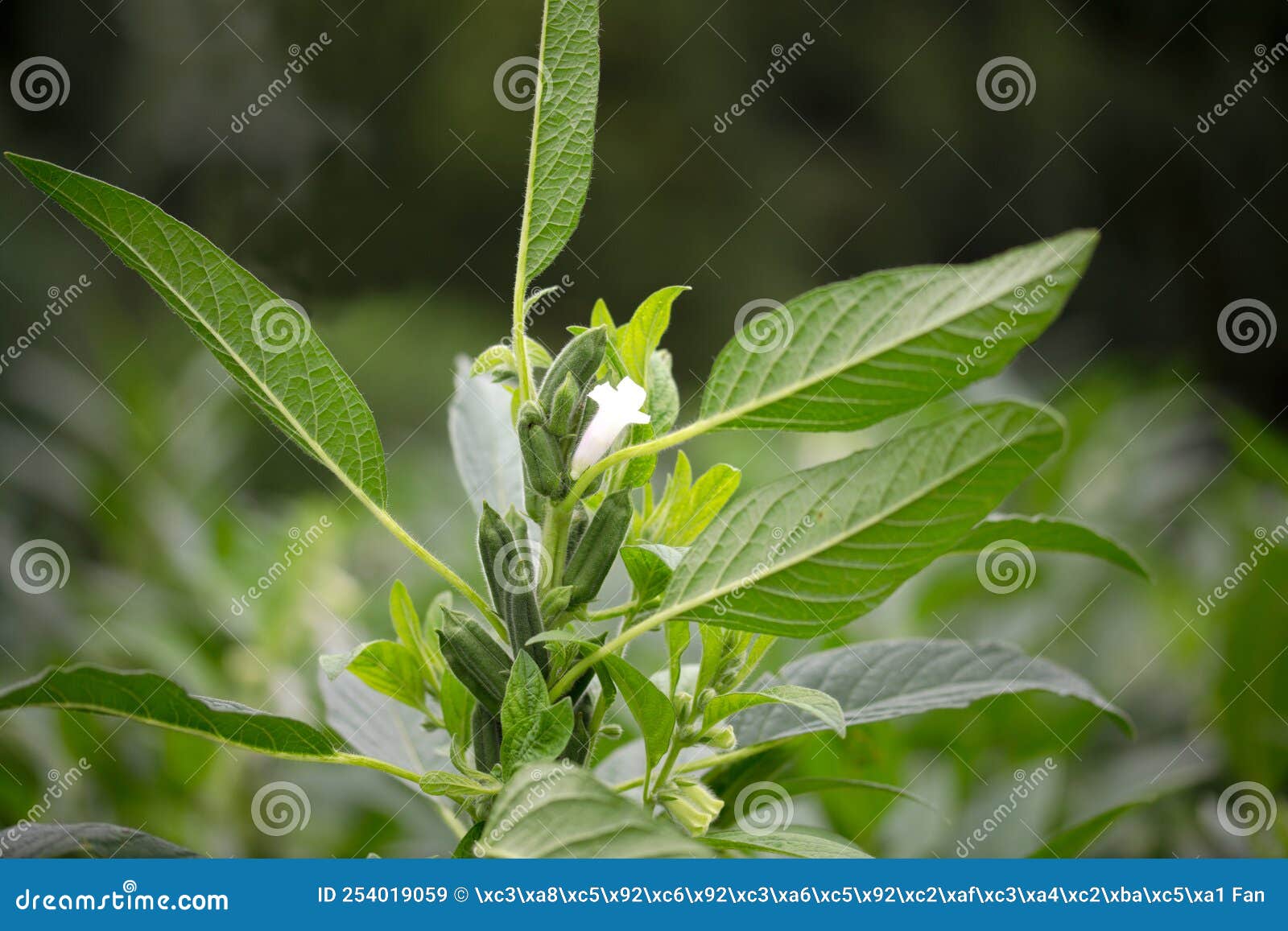 Closeup of Flowering Sesame in Farm Stock Image - Image of nature ...