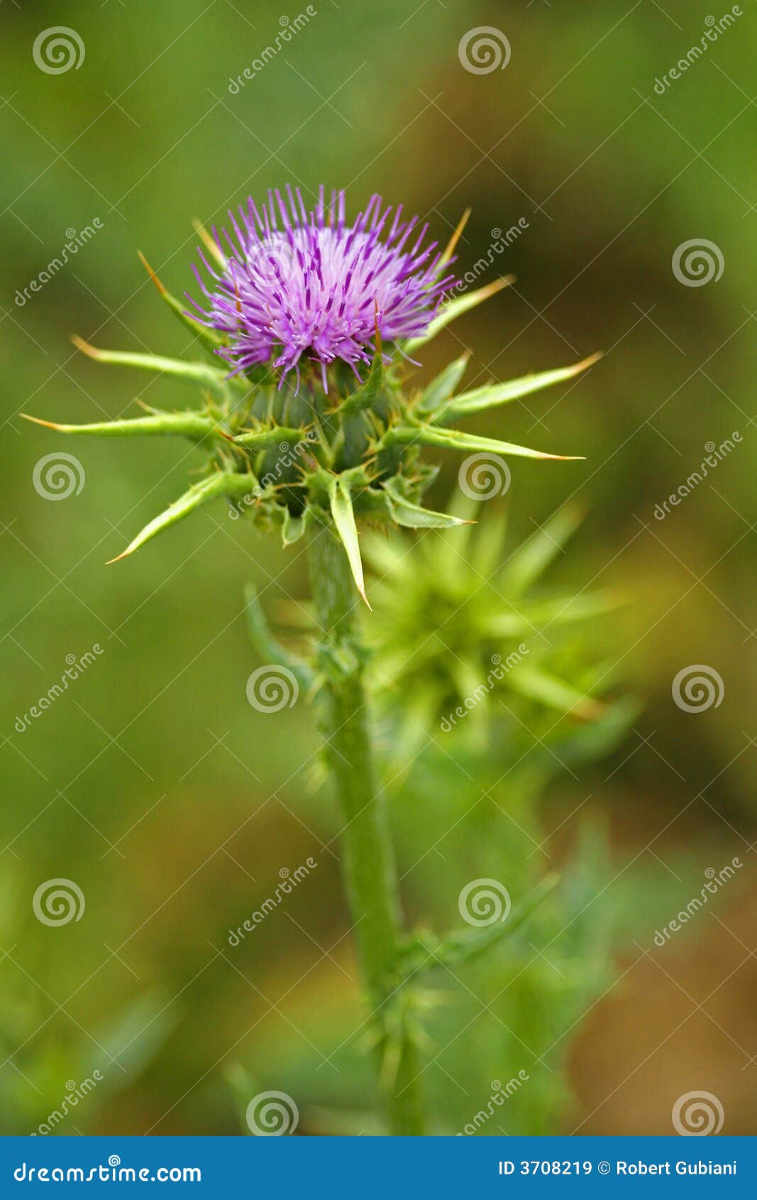 Closeup of Flowering Thistle Stock Image - Image of spines, thorny: 3708219