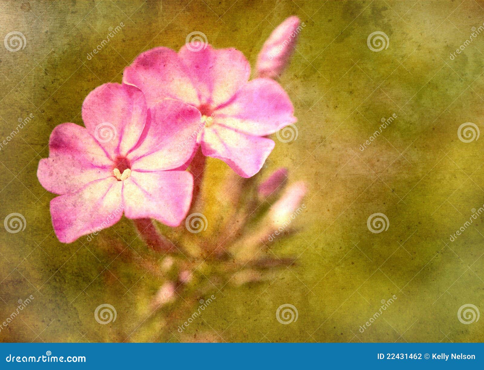 Closeup Flowers on Texture. Stock Photo - Image of nature, macro: 22431462