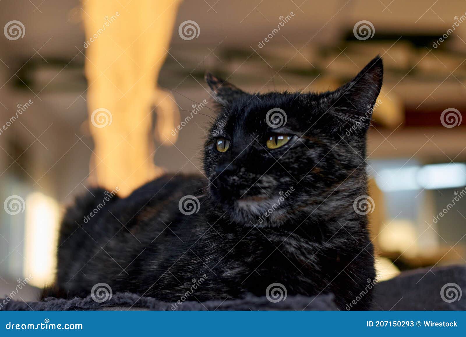 Closeup of a Fluffy Black Smoke Cat Resting at Home Stock Image - Image ...