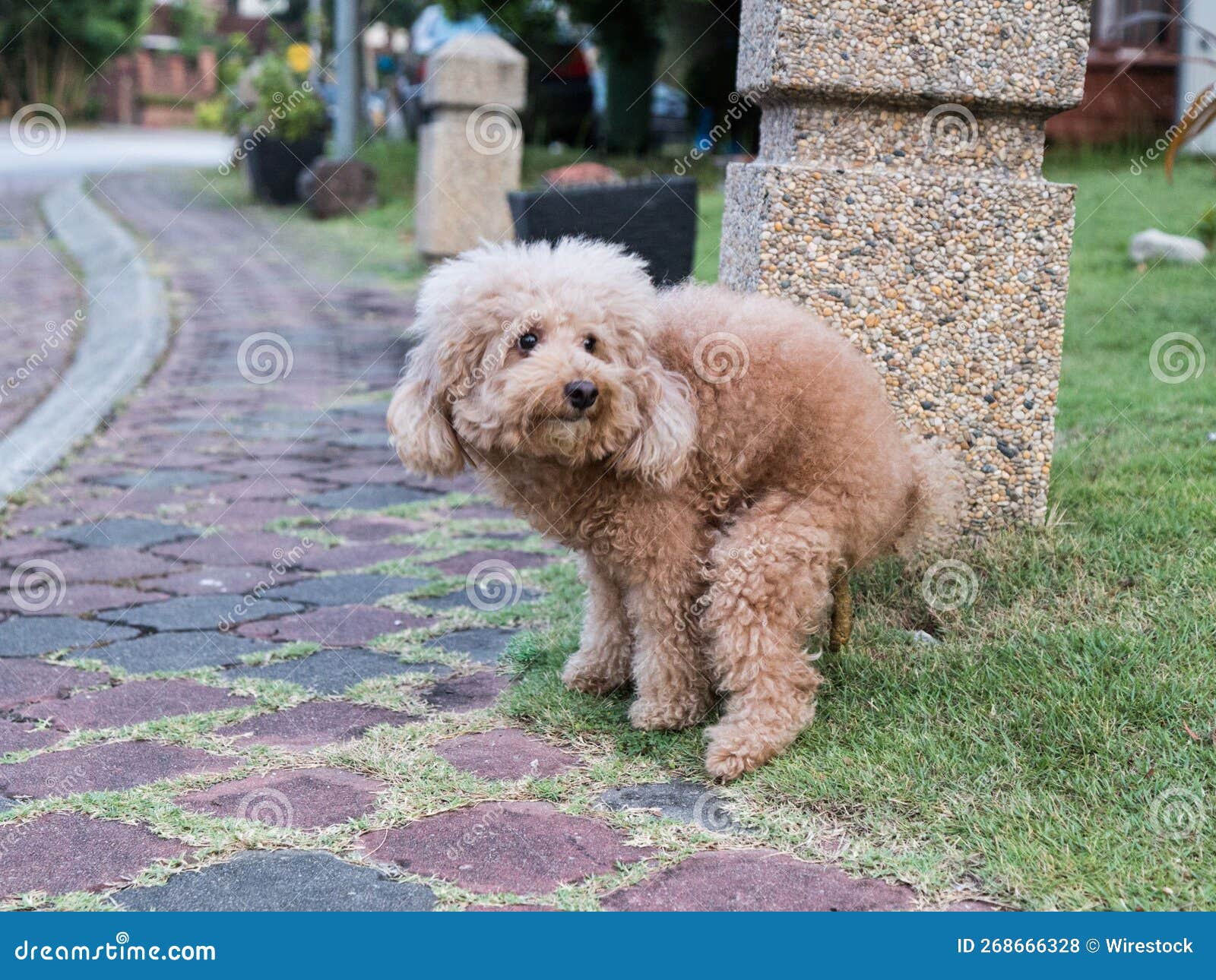 Closeup of a Fluffy Dog Pooping Outdoors Stock Photo - Image of close ...