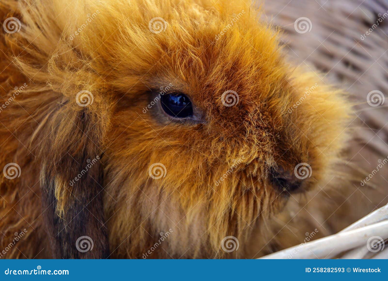 Closeup of a Fluffy Ginger Rabbit in a Basket Stock Image - Image of ...