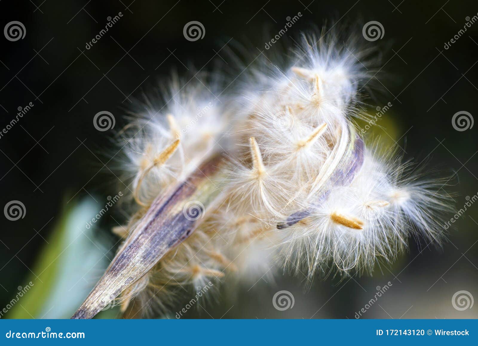 Closeup of Fluffy Seeds Attached on a Seed Pod with Blurry Background ...