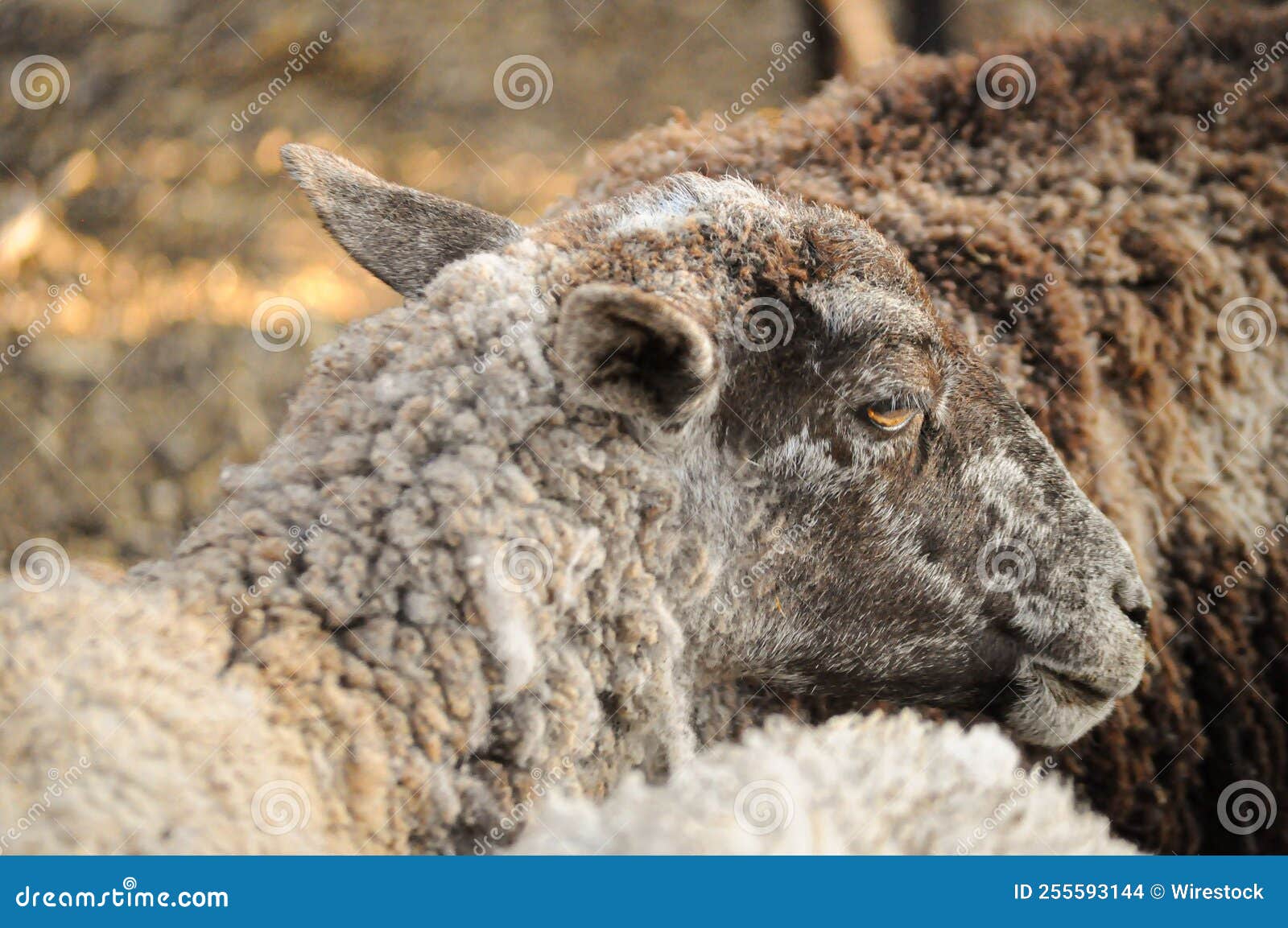 Closeup of a Fluffy Sheep Face from the Side Stock Photo - Image of ...