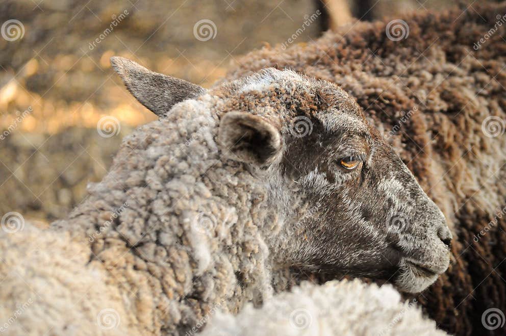 Closeup of a Fluffy Sheep Face from the Side Stock Photo - Image of ...