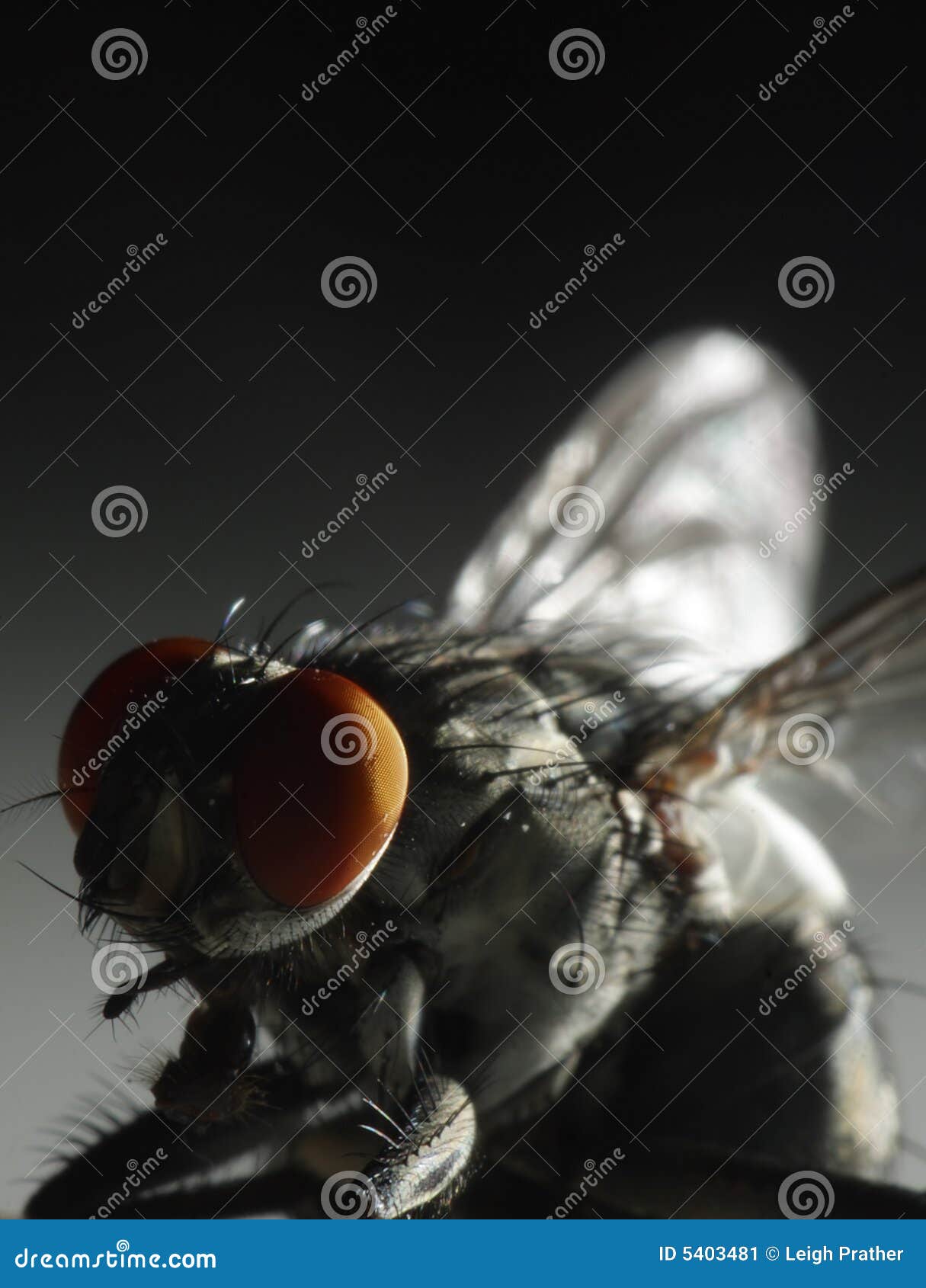 Closeup of a fly stock image. Image of housefly, wings - 5403481