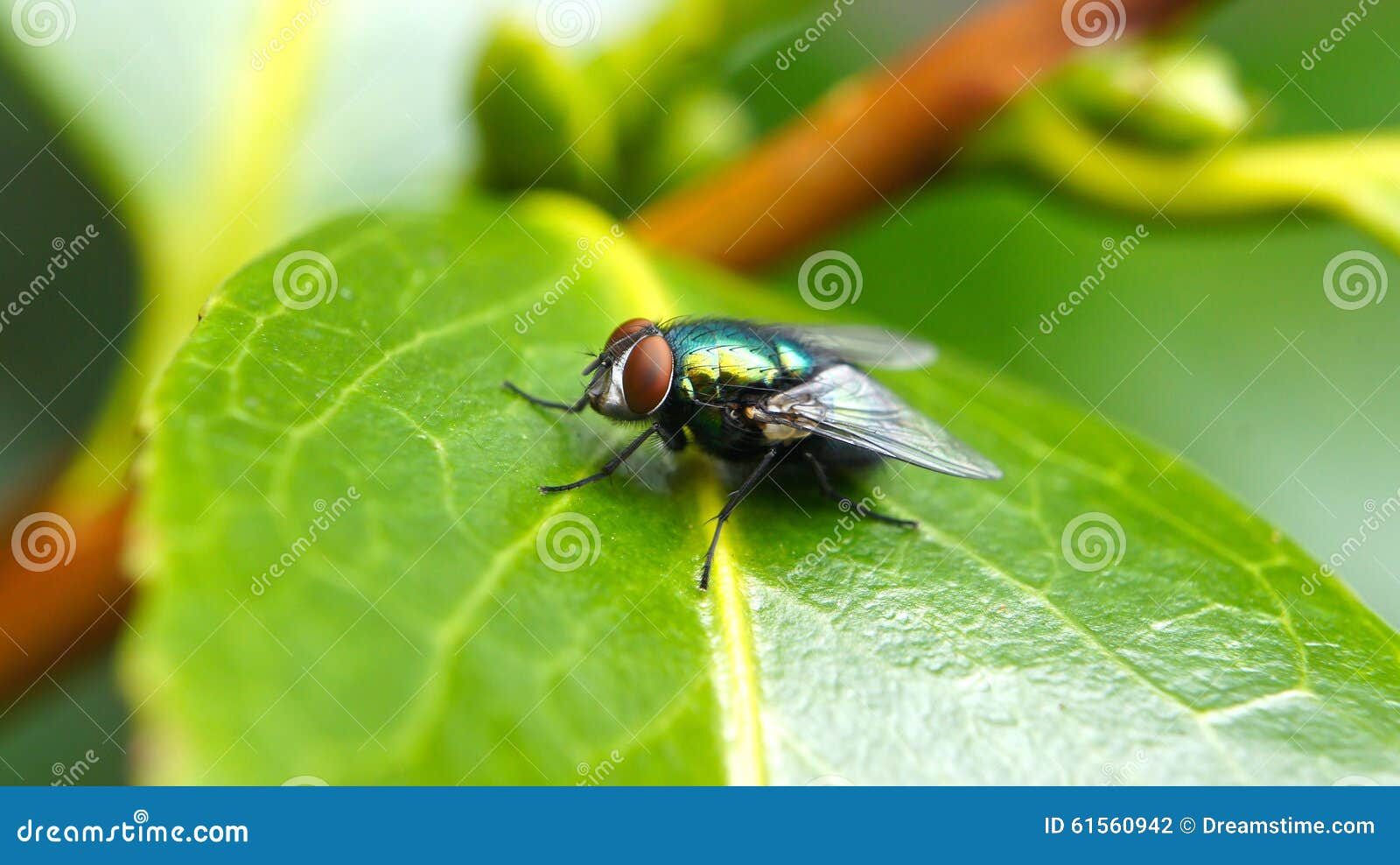 Closeup of a Fly on a Green Leaf Stock Photo - Image of nature ...