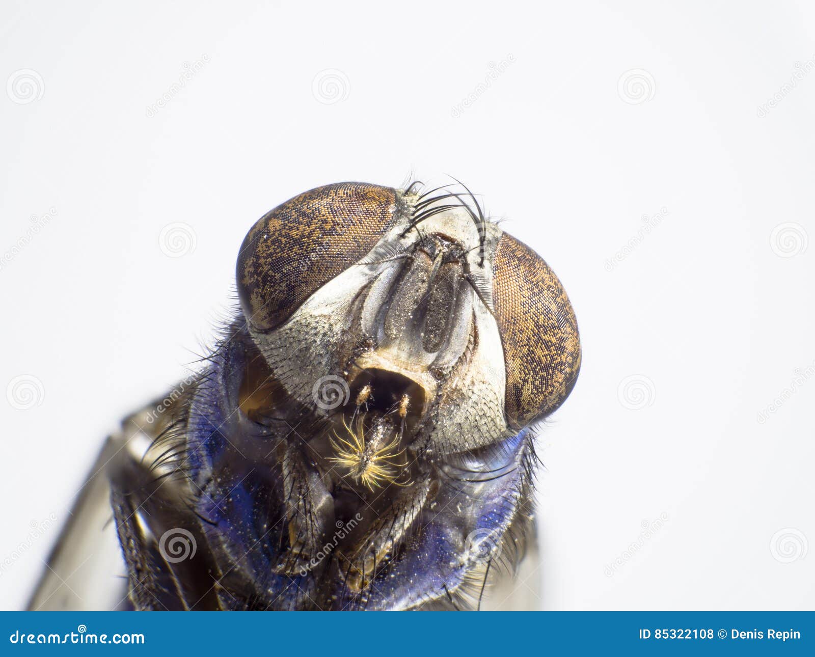 Closeup a Fly, Large Insect, Macro Shoot Stock Photo - Image of white ...