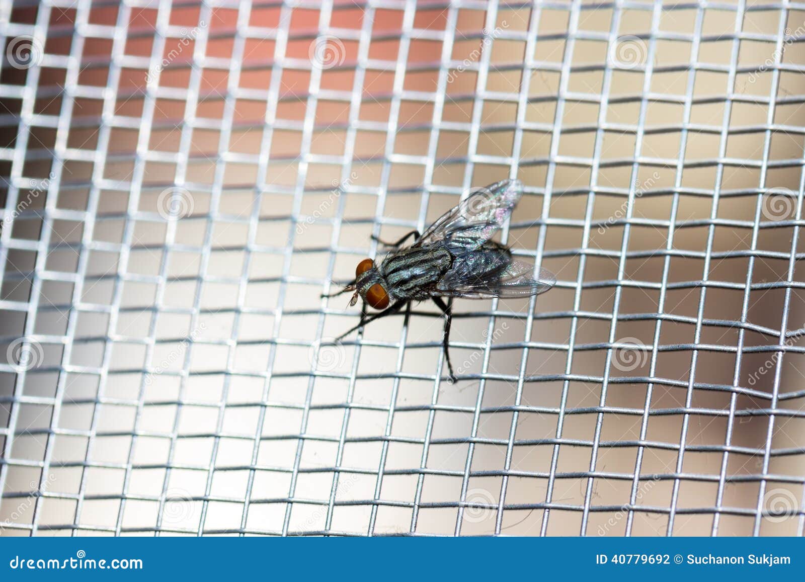Closeup of a Fly on the Net Stock Photo - Image of irritate, garbage ...