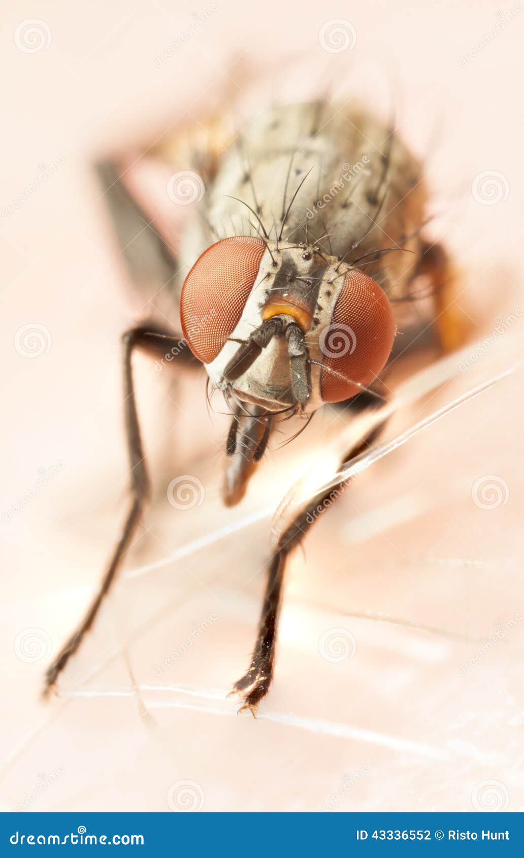 Closeup of a Fly with Red Eyes Stock Photo - Image of nature, macro ...