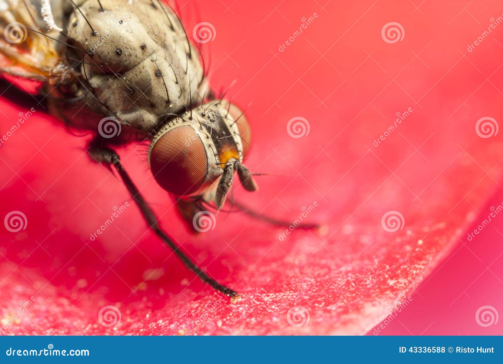 Closeup of a Fly with Red Eyes Stock Photo - Image of detail, leaf ...