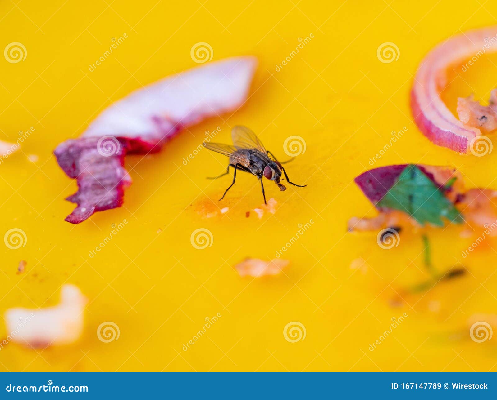 Closeup of a Fly Sitting on a Yellow Liquid Surrounded by Vegetables ...